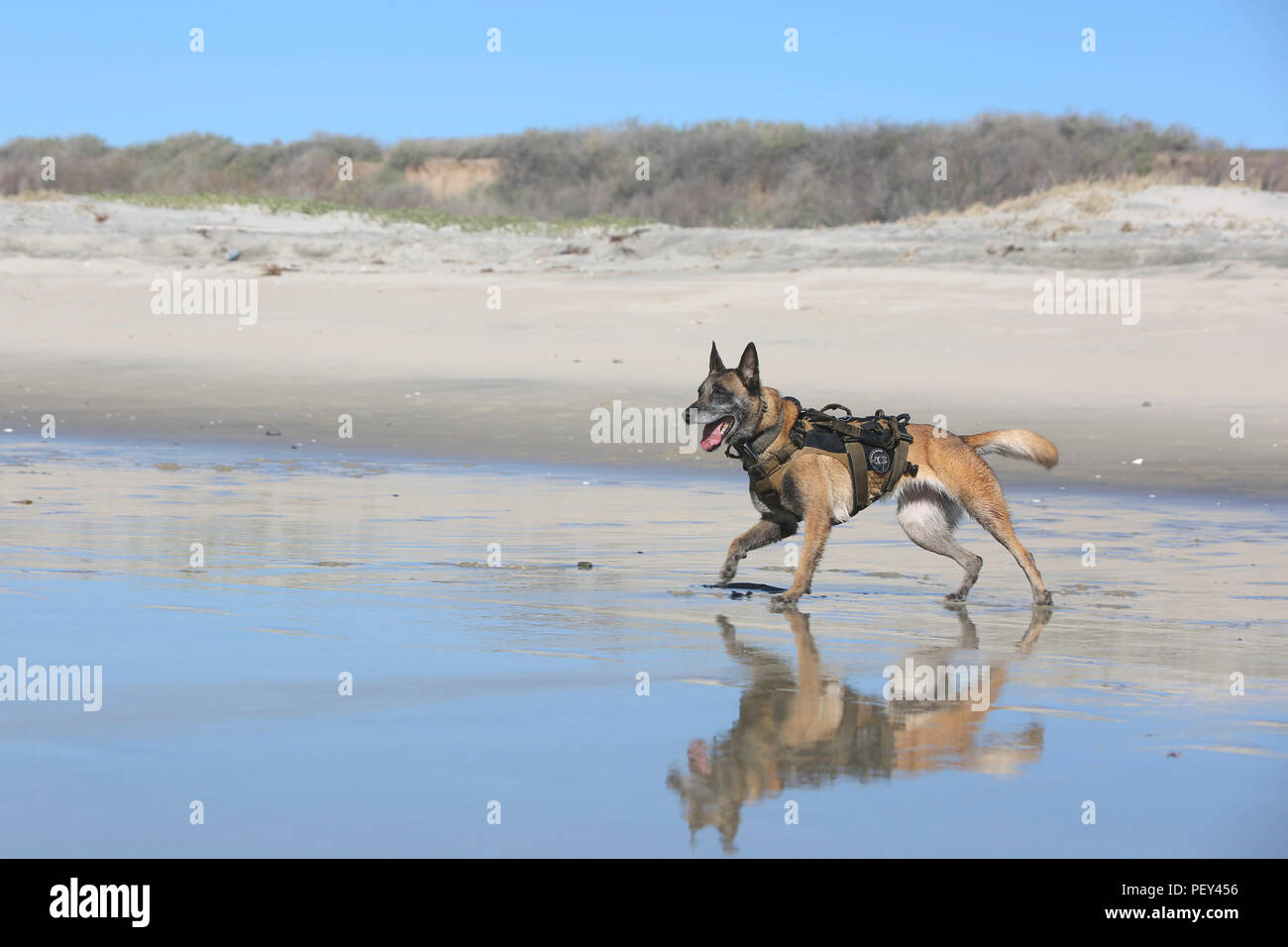 Multi-Purpose Canine (MPC) with U.S. Marine Corps Forces Special ...