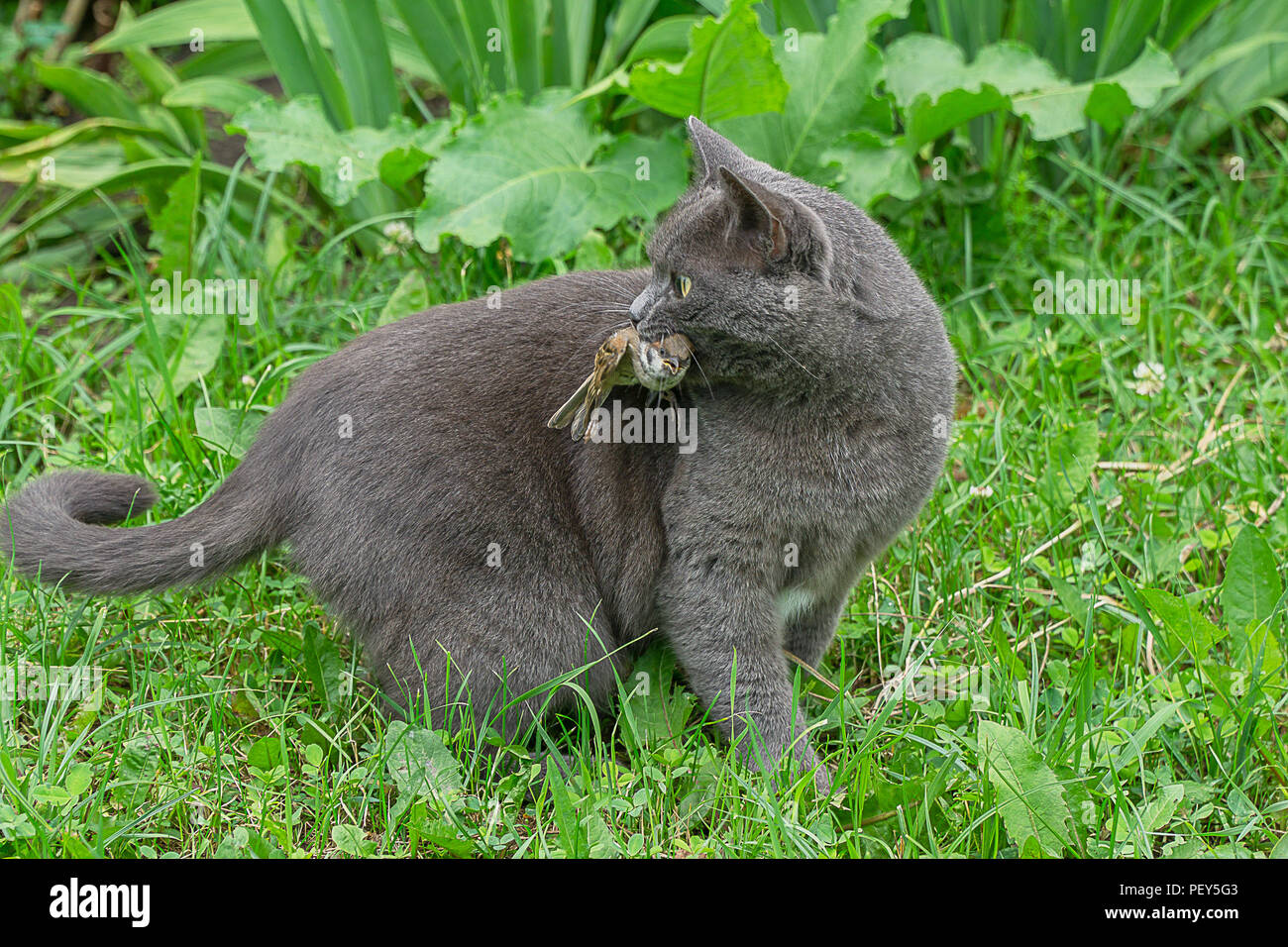 Killer cat hi-res stock photography and images - Alamy