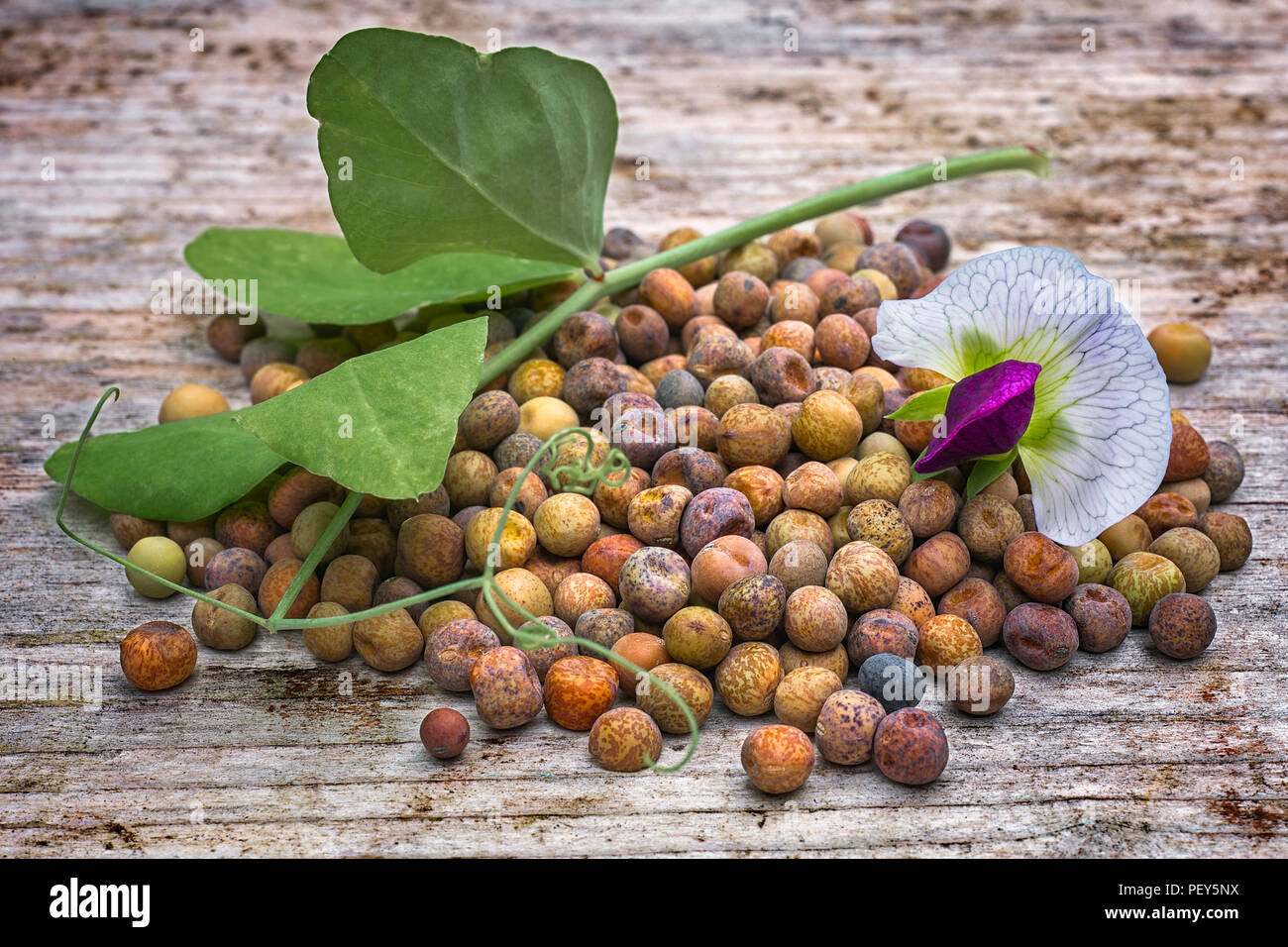 Austrian winter pea hi-res stock photography and images - Alamy