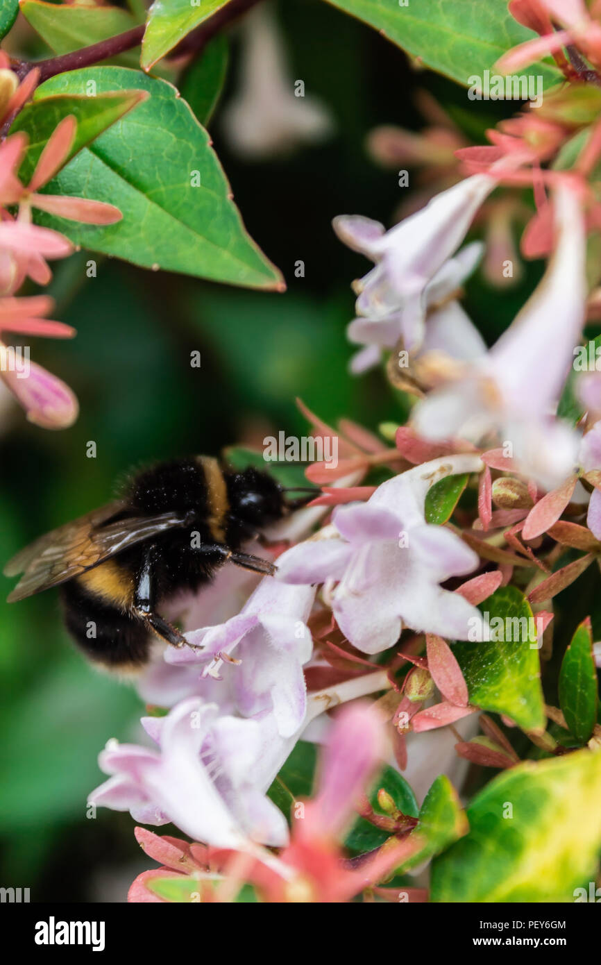 Small bumble bee hi-res stock photography and images - Alamy