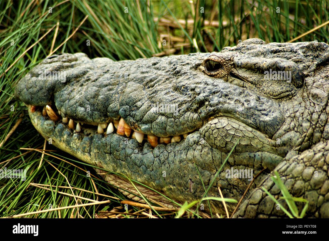 Crocodile house hi-res stock photography and images - Alamy