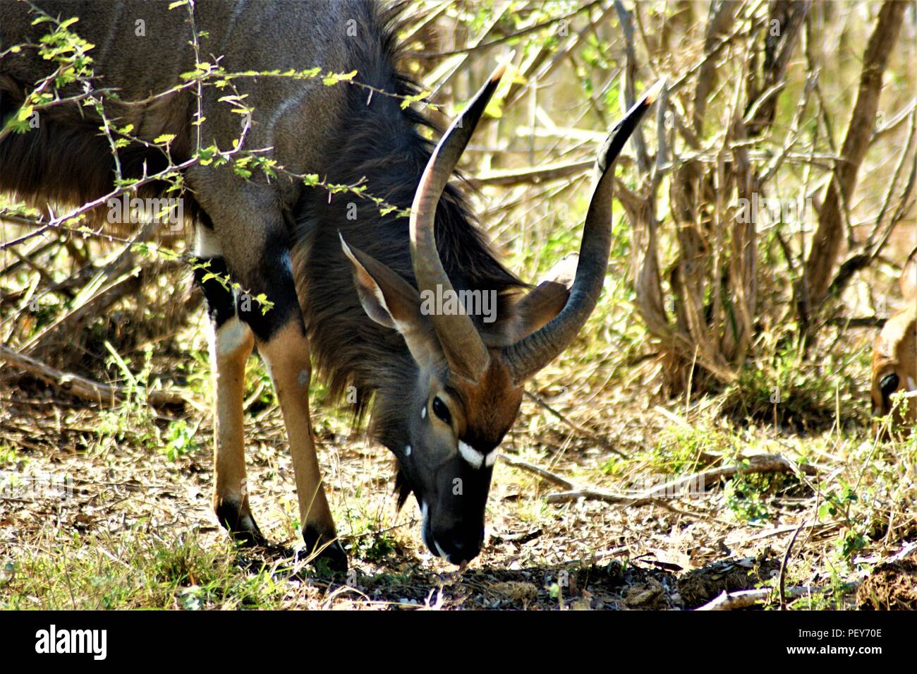Nyala close up hi-res stock photography and images - Alamy