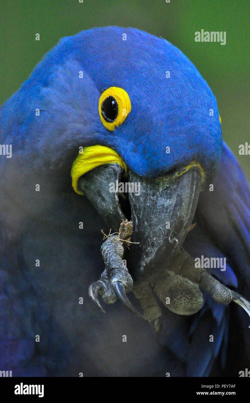 Blue Macaw, a bird from Amazon Forest Stock Photo - Alamy