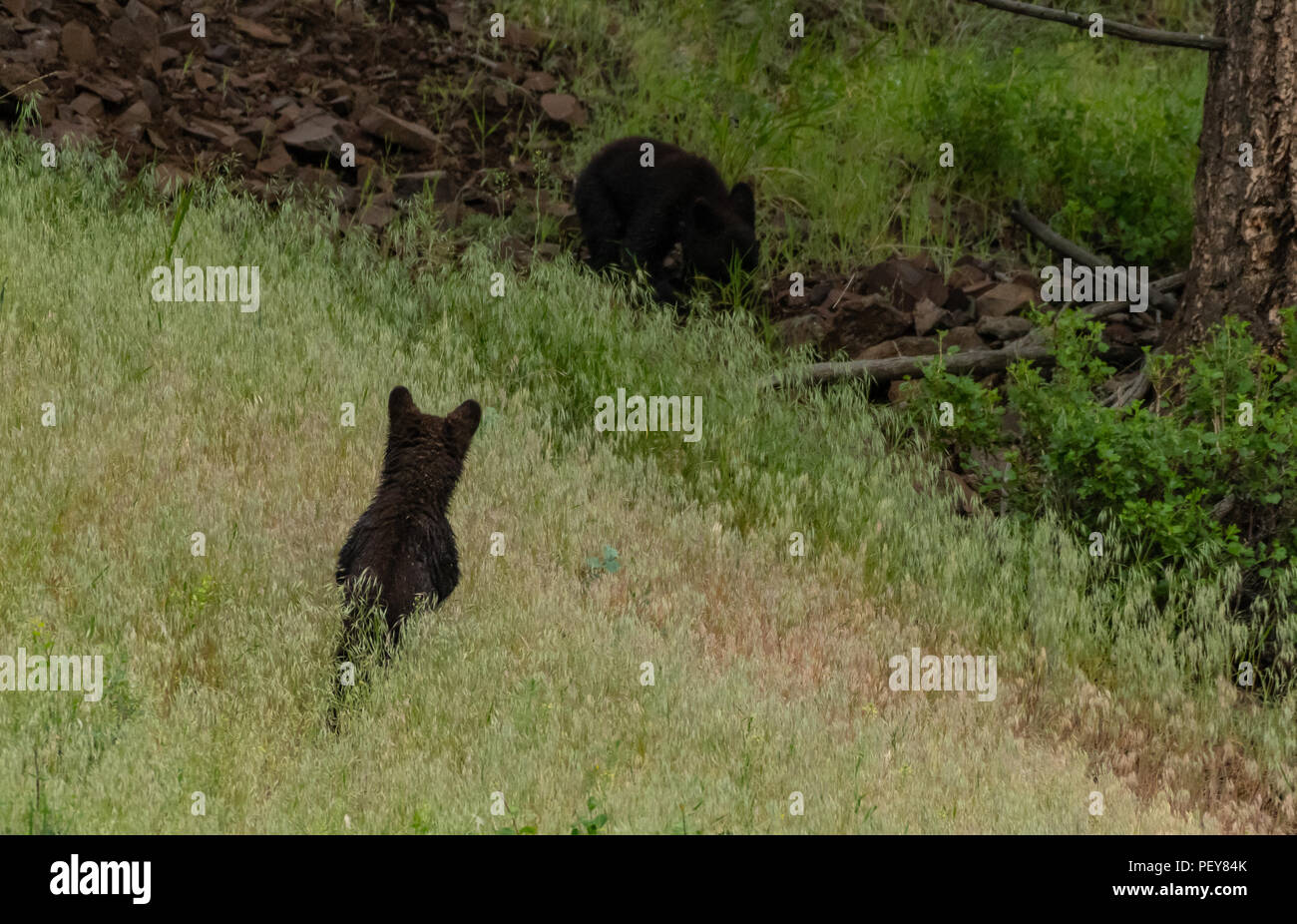 Brown bear cub looks hi-res stock photography and images - Alamy