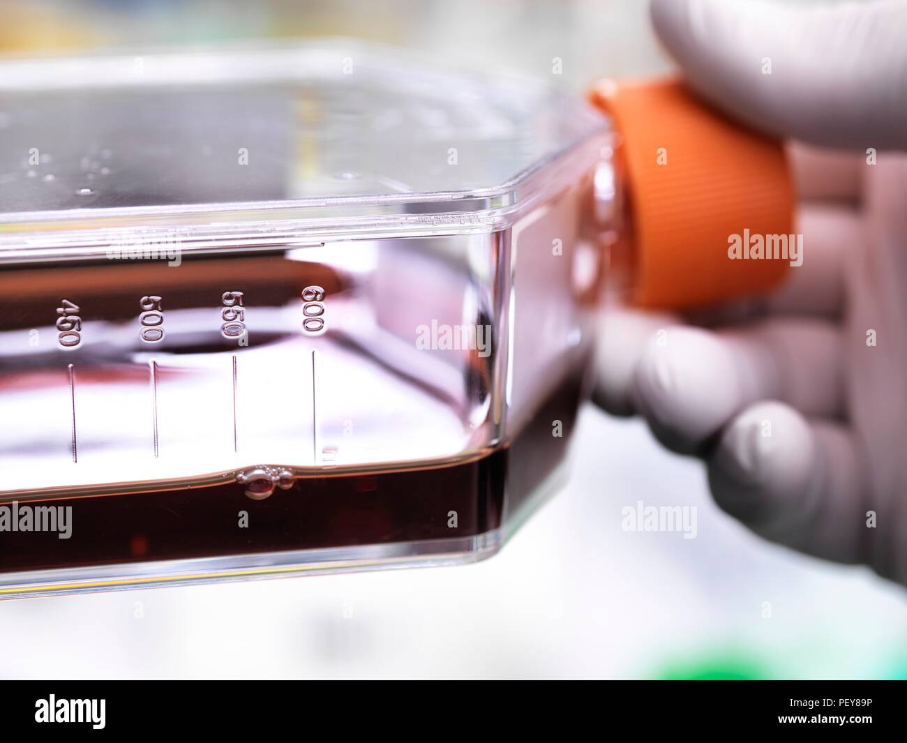 Cell biologist holding a flask containing stem cells, cultivated in red ...