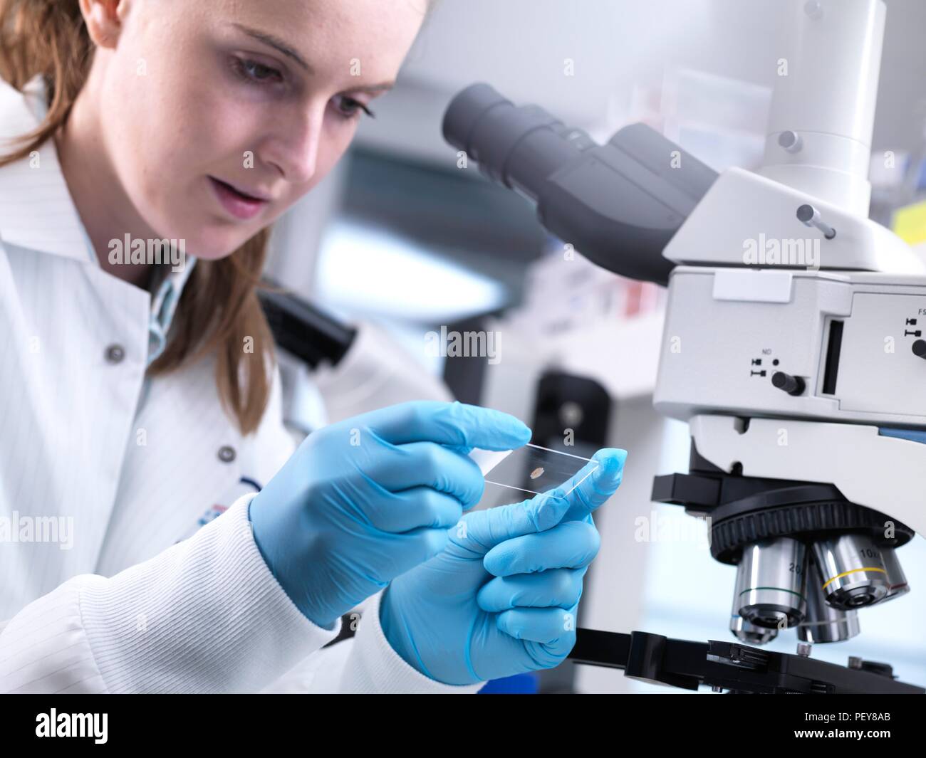 Scientist viewing a sample on a glass slide before putting it under a ...