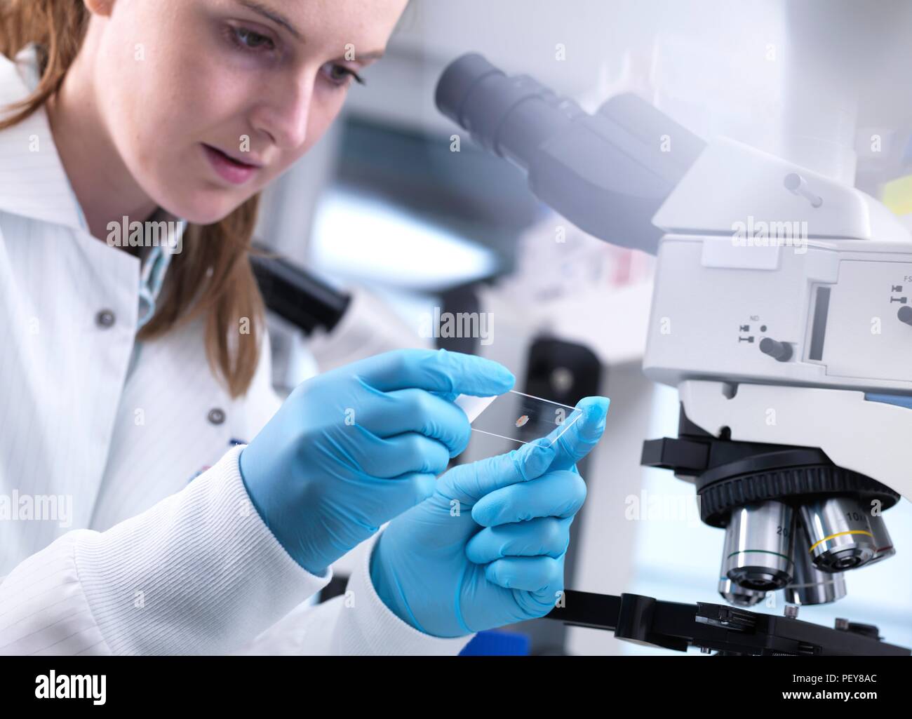 Scientist viewing a sample on a glass slide before putting it under a ...
