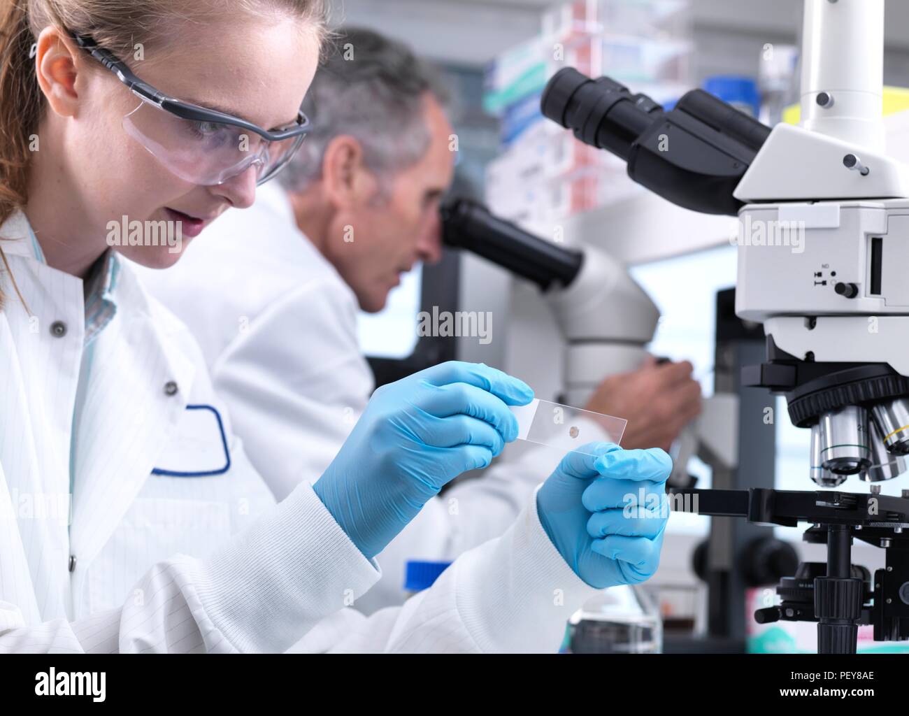 Scientist viewing a sample on a glass slide before putting it under a ...
