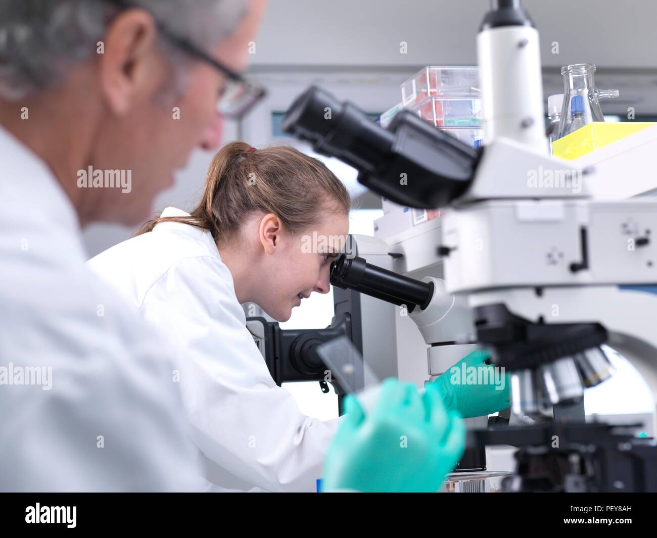 Scientists viewing a sample on a glass slide under a light microscope ...