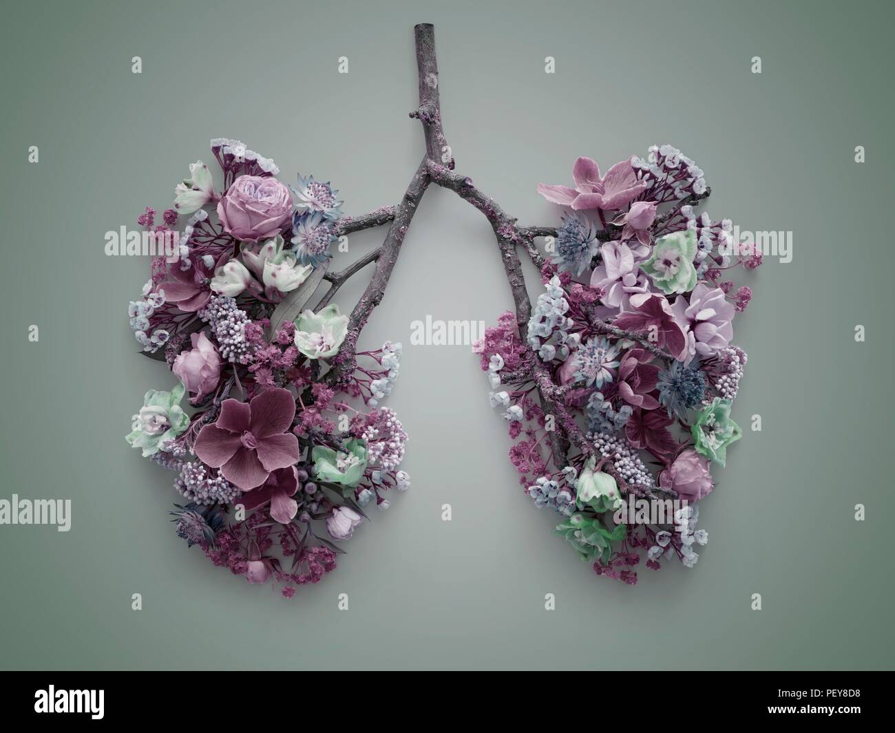 Spring flowers representing human lungs, conceptual studio shot Stock ...