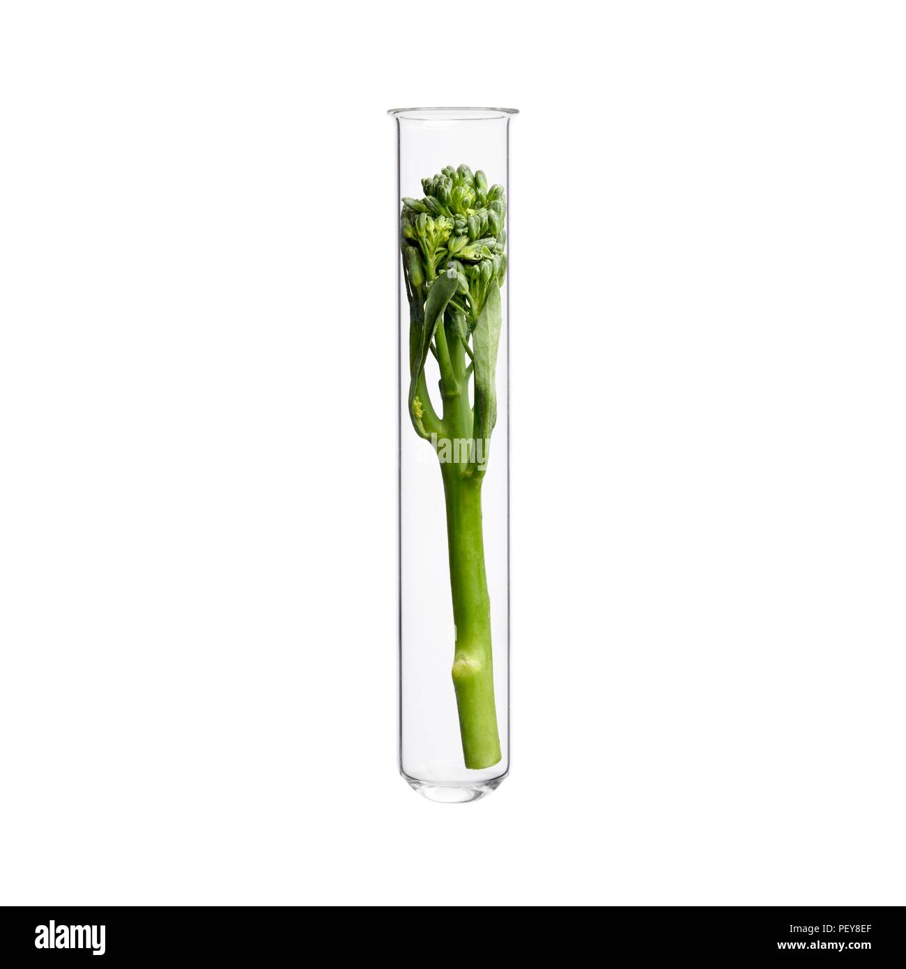 Broccoli in test tube, studio shot Stock Photo - Alamy