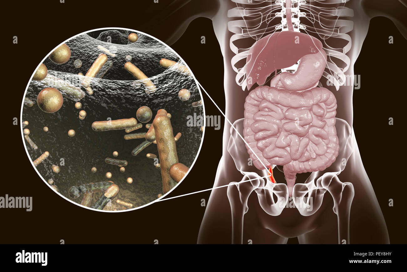 Bacteroides Stock Photos & Bacteroides Stock Images - Alamy