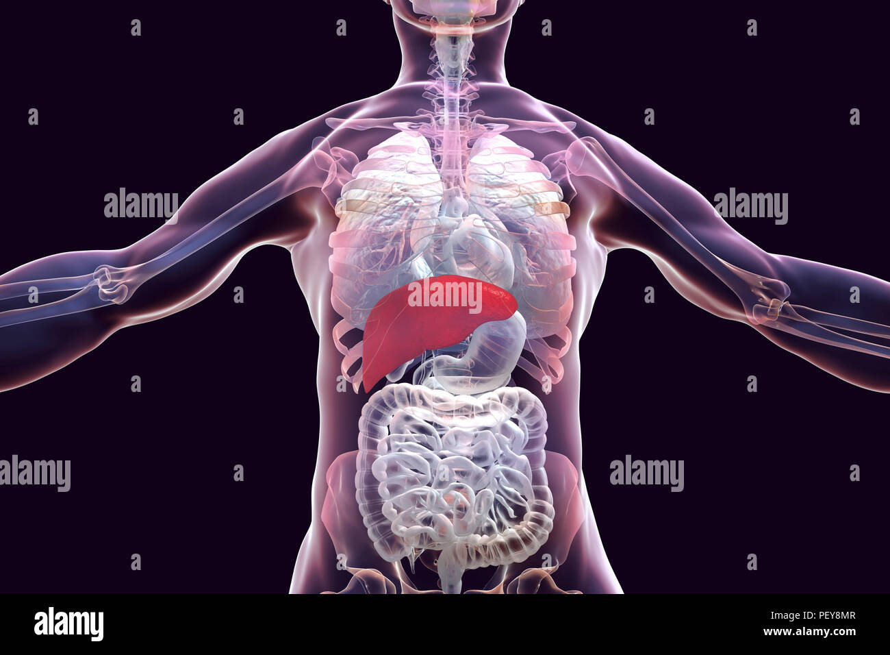 Human liver, illustration Stock Photo - Alamy