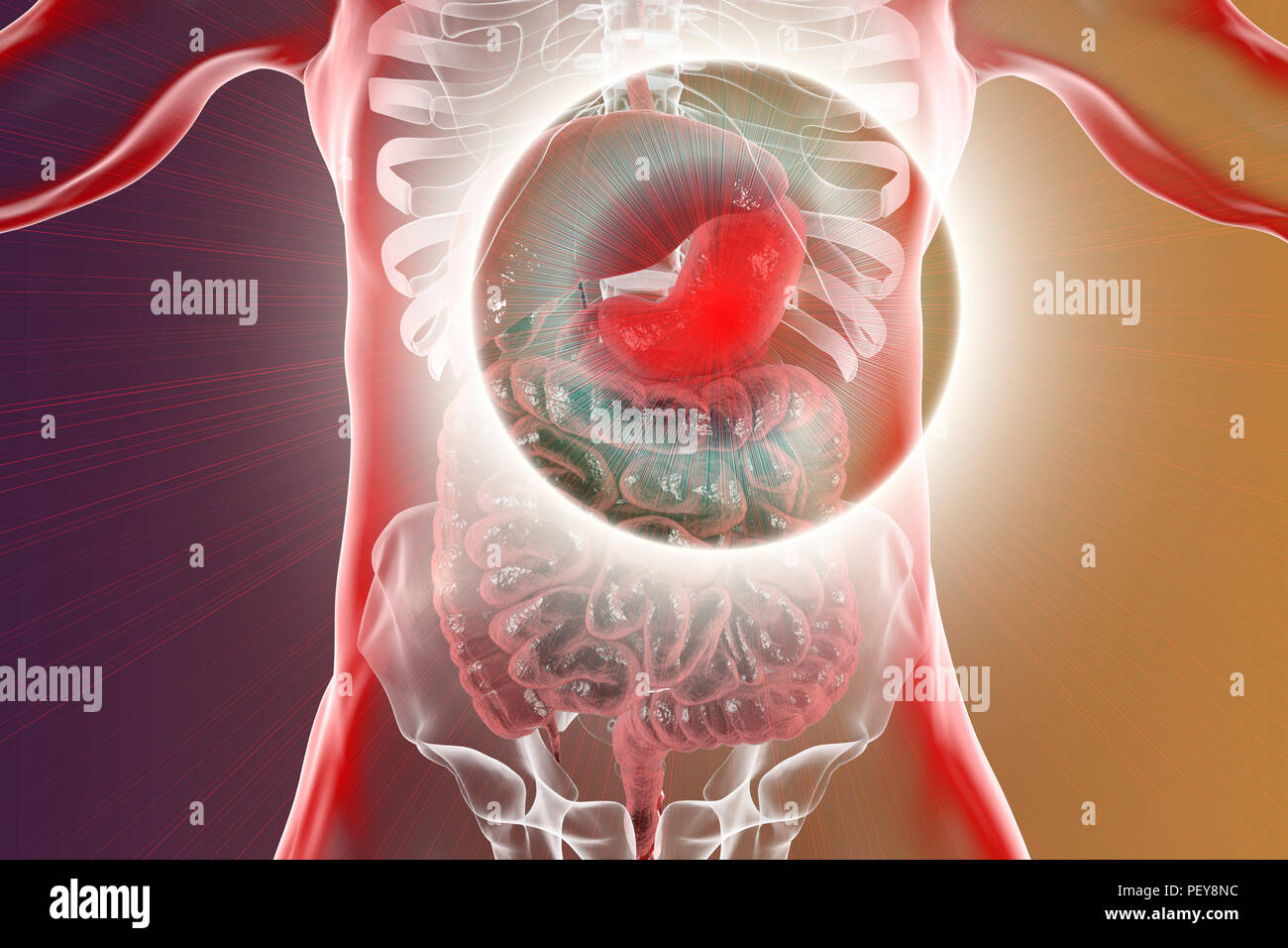 Human stomach, computer illustration Stock Photo - Alamy