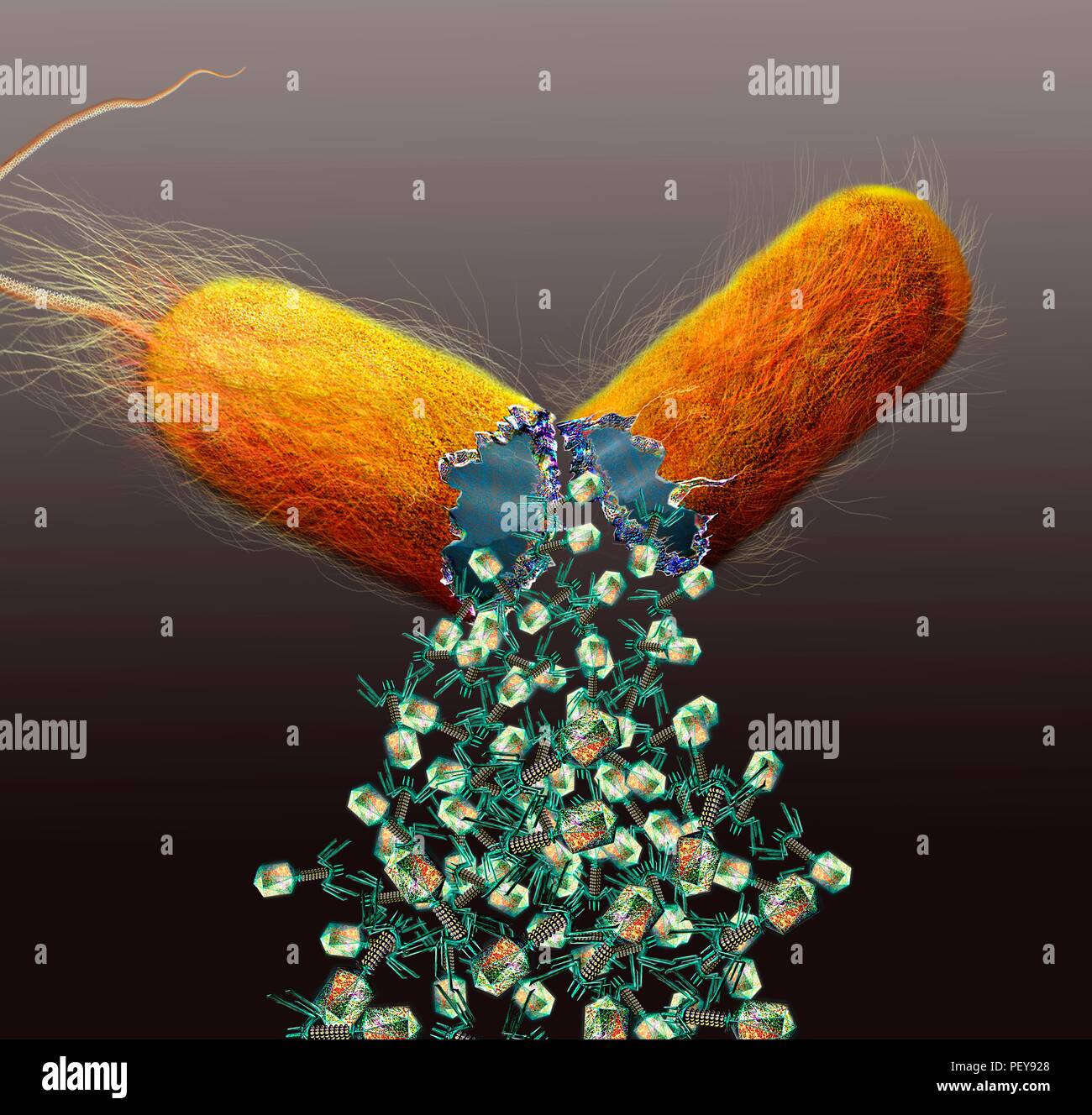 Computer illustration of T-bacteriophages, or phages, leaving a ...