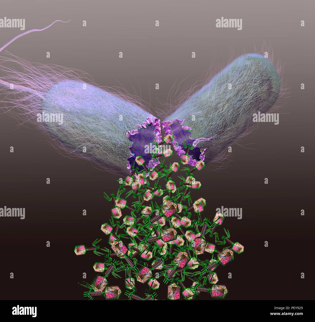 Computer illustration of T-bacteriophages, or phages, leaving a ...