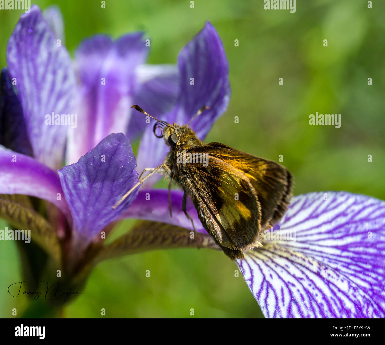 Iris flower purple butterfly hi-res stock photography and images - Alamy