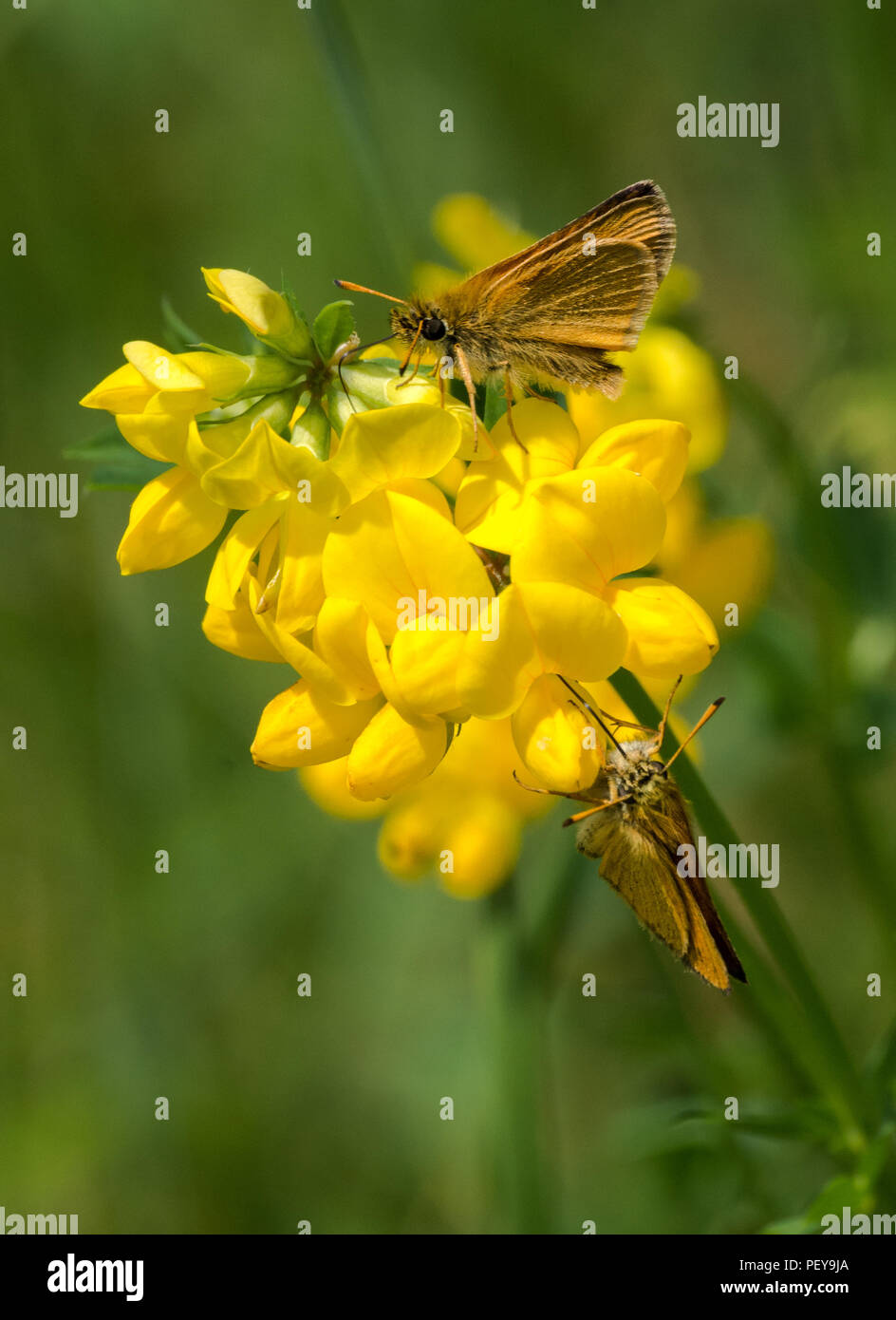 Yellow skipper hi-res stock photography and images - Alamy