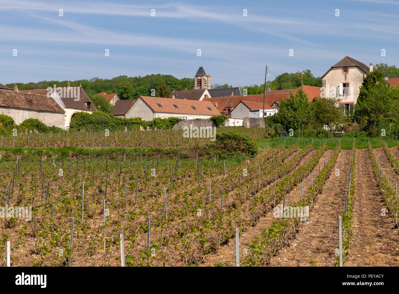 Champagne region grape hi-res stock photography and images - Alamy