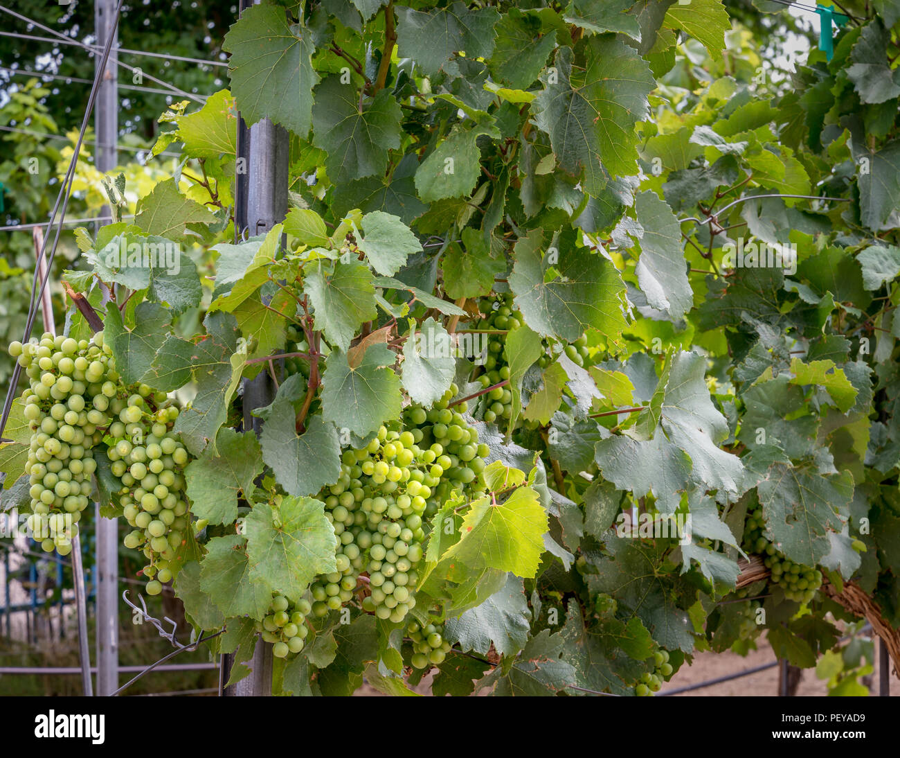 Cottonwood, arizona vineyard hi-res stock photography and images - Alamy