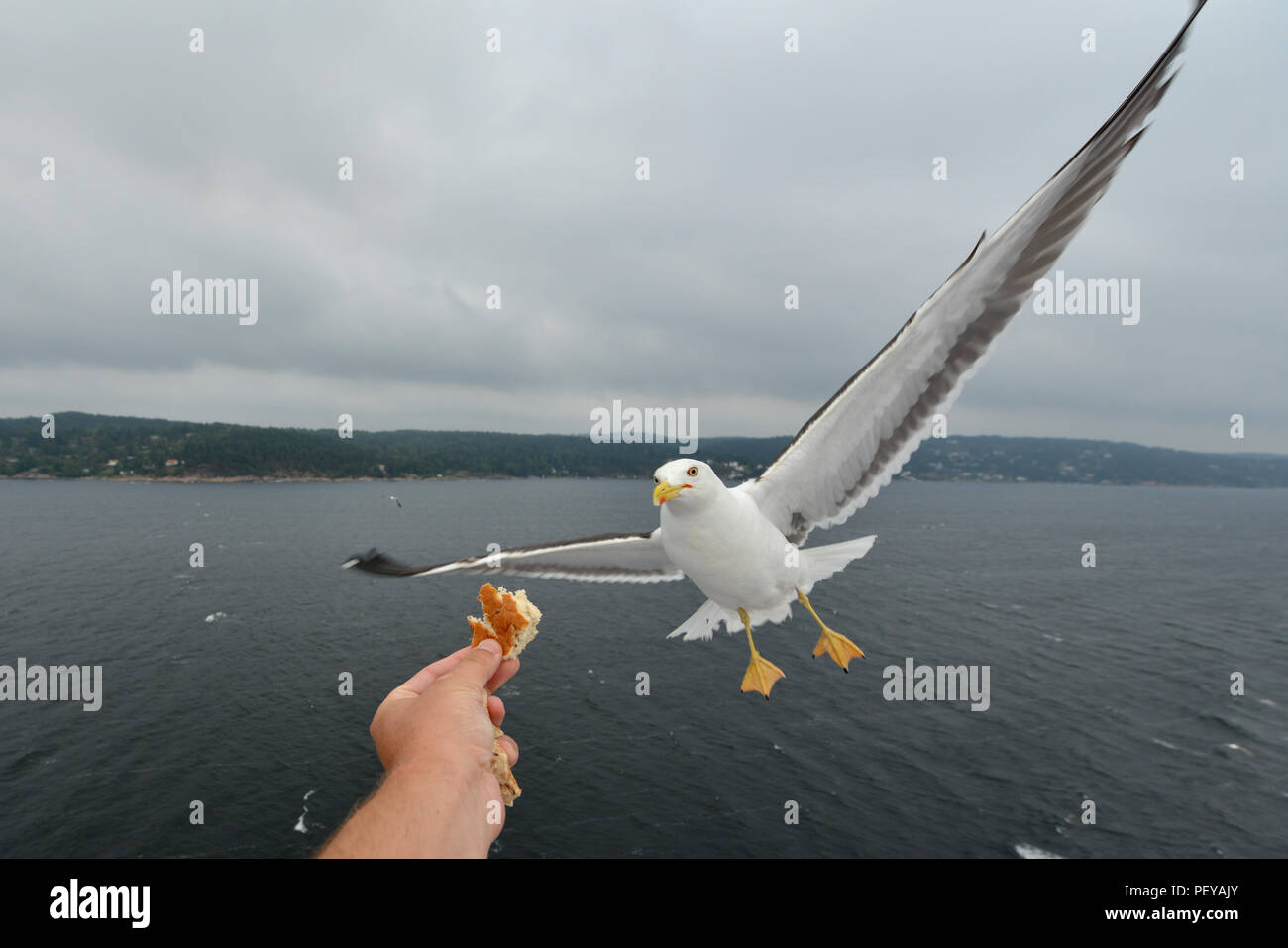 Seagull food hand hi-res stock photography and images - Alamy