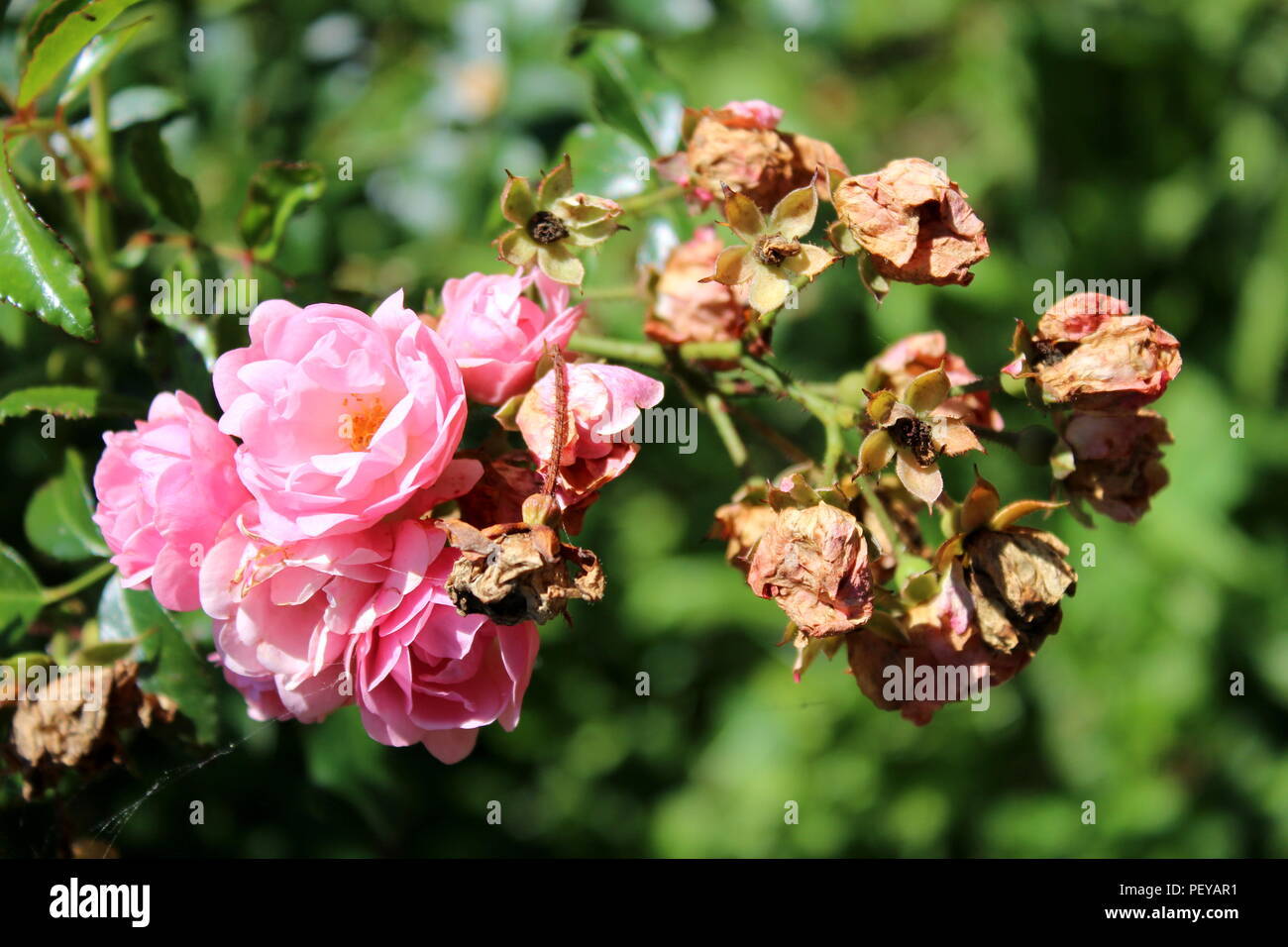 Blooming open bright pink roses surrounded with withered dry roses ...