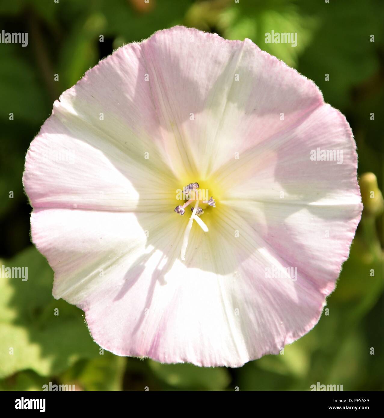 Beautiful round hi-res stock photography and images - Alamy