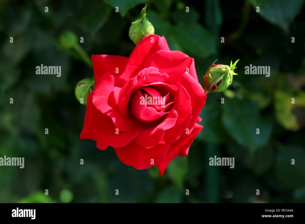 Fully open rose hi-res stock photography and images - Alamy