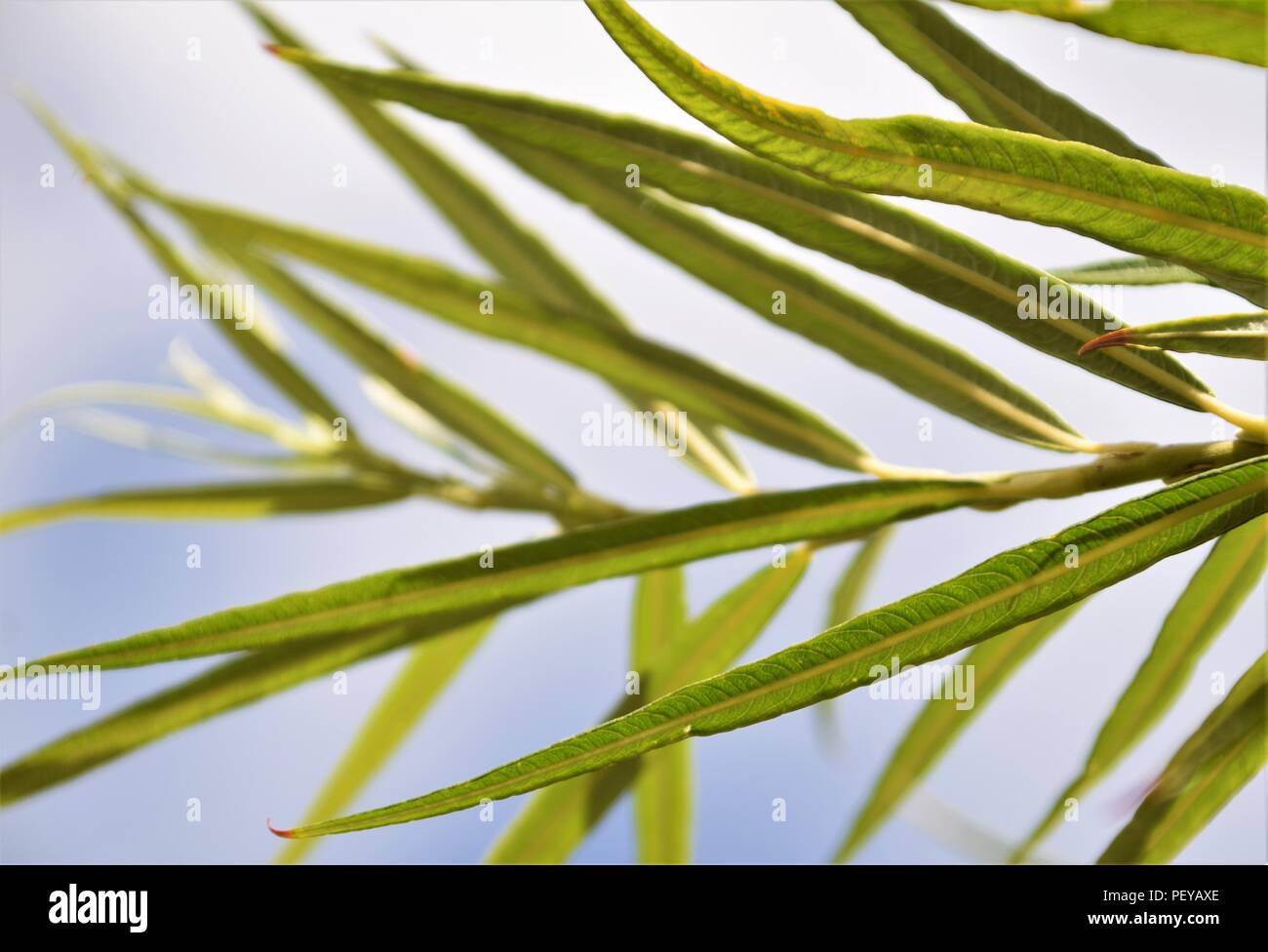 Branches willow tree without leaves hi-res stock photography and images ...