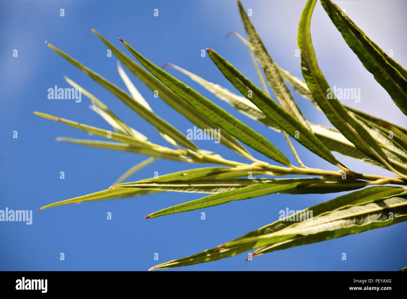 Beautiful texture willow branches hi-res stock photography and images ...