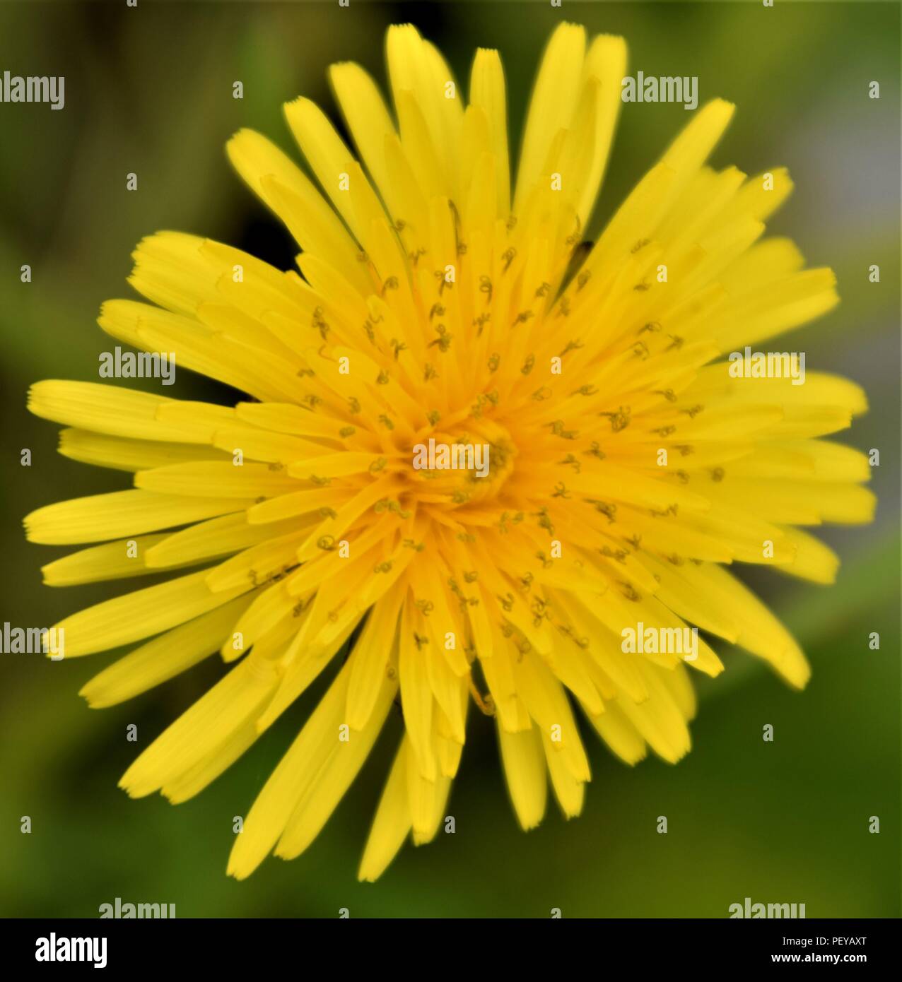 Large round flower hi-res stock photography and images - Alamy