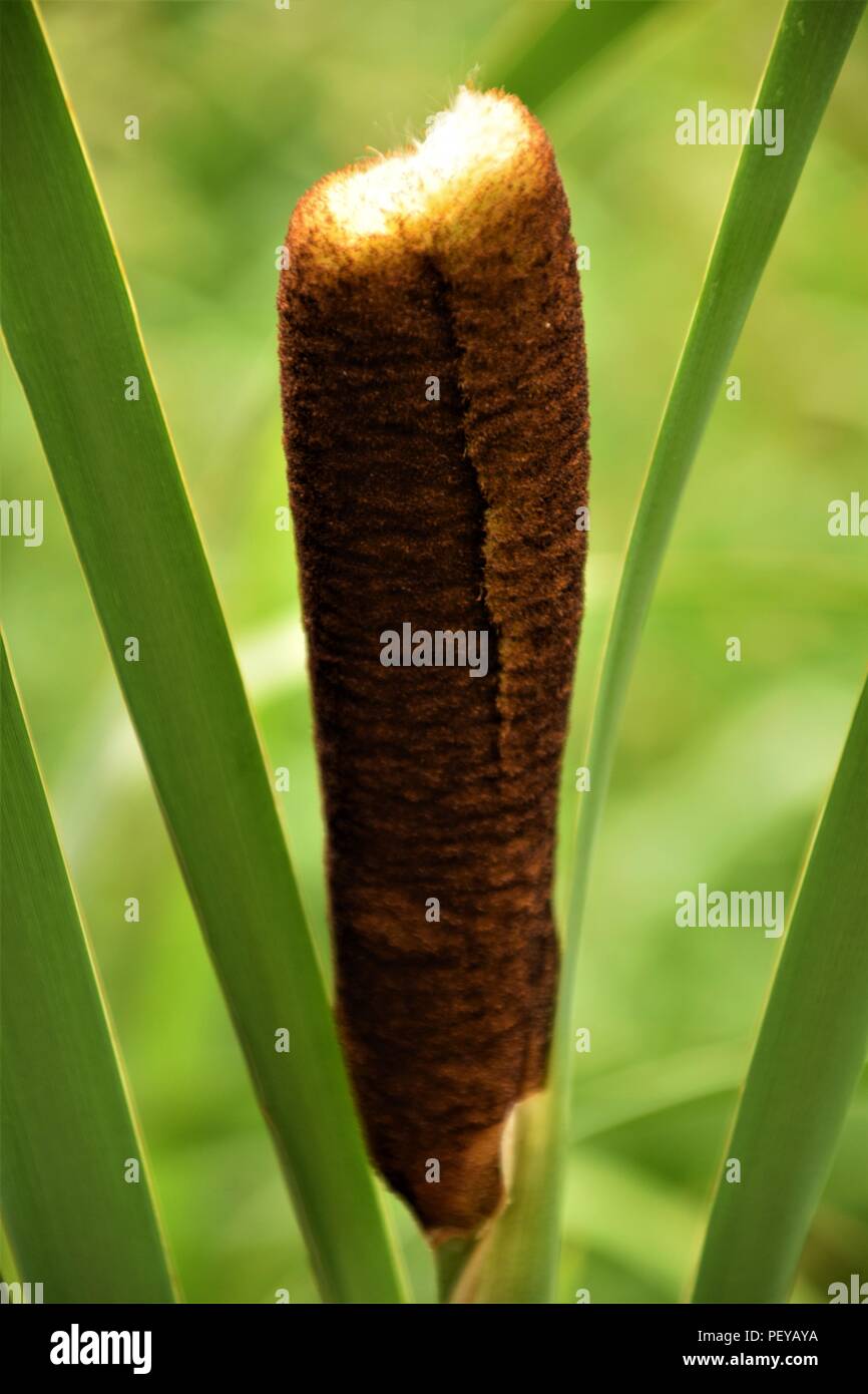 Cattail foliage hi-res stock photography and images - Alamy