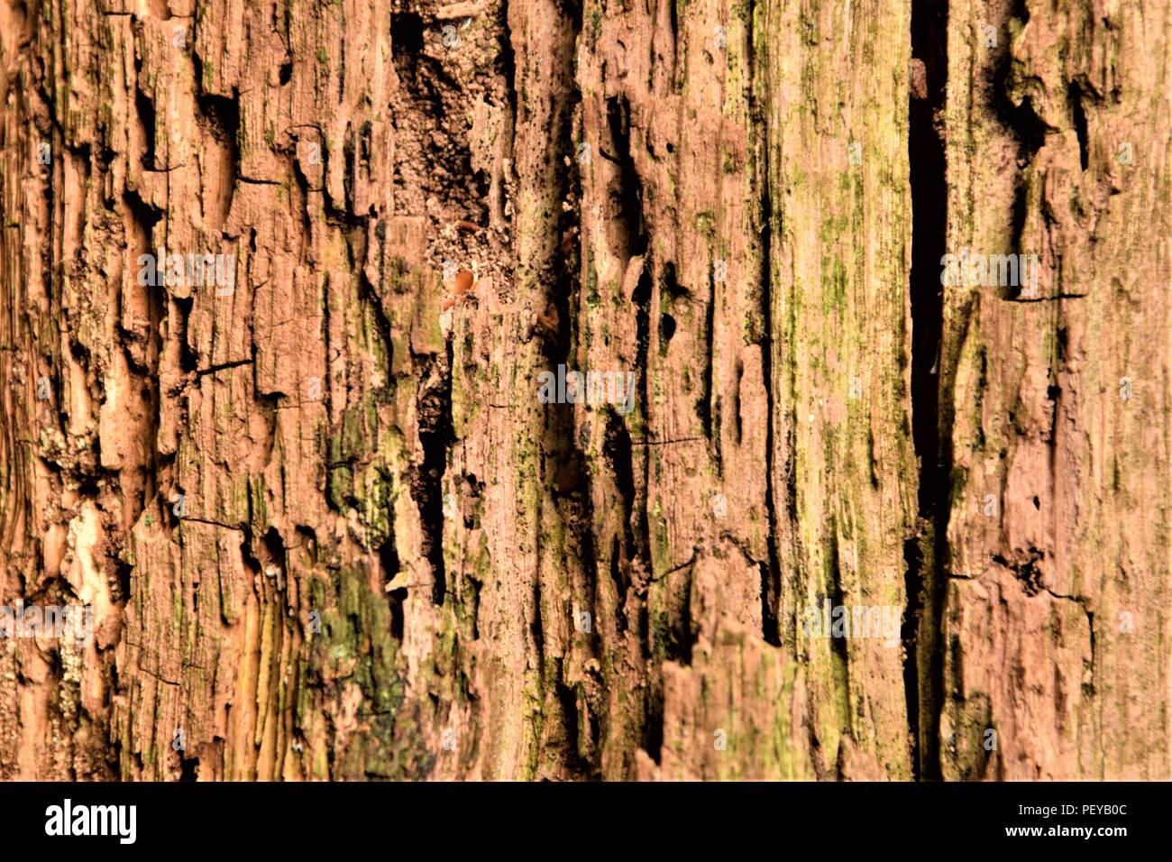 Tree bark texture Stock Photo - Alamy