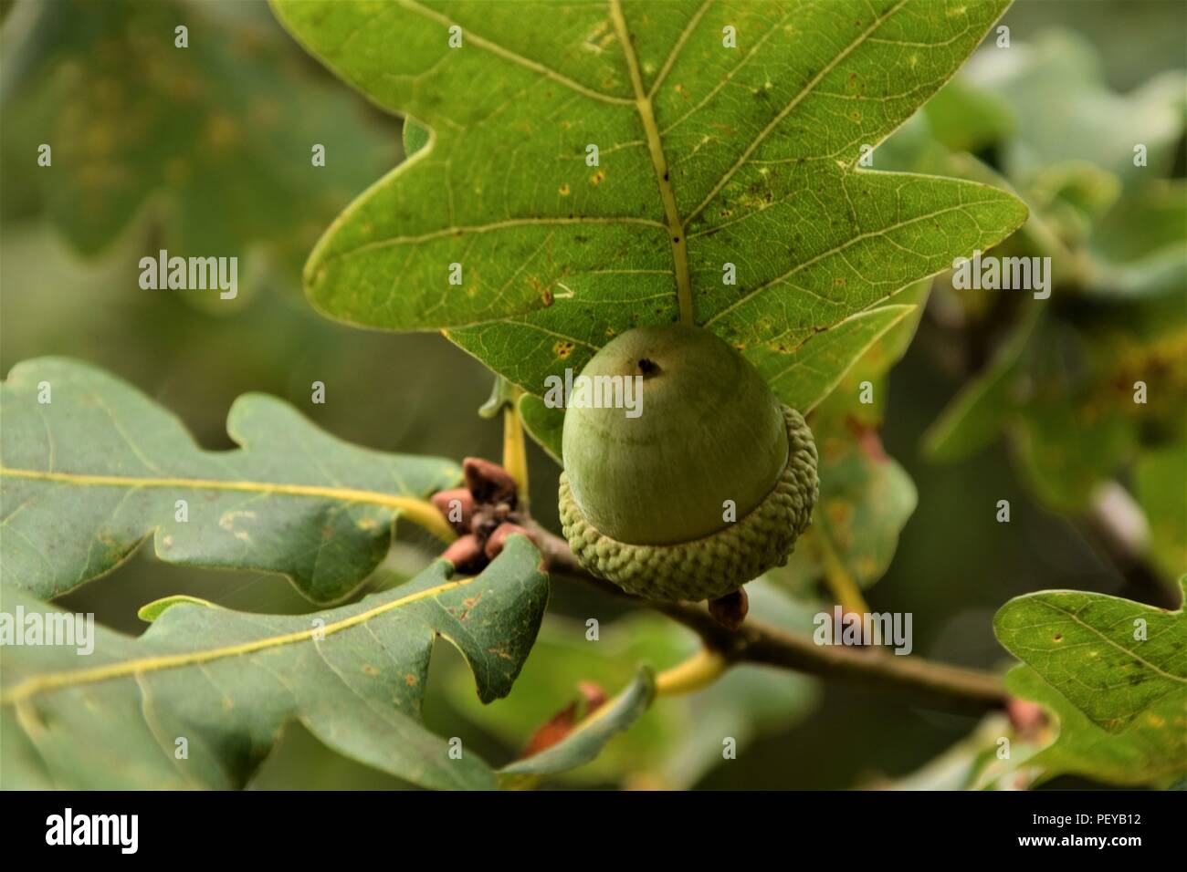 Green oak leaves hi-res stock photography and images - Alamy