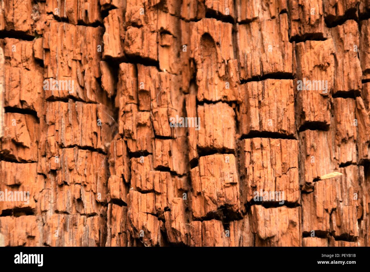 Tree bark texture Stock Photo - Alamy