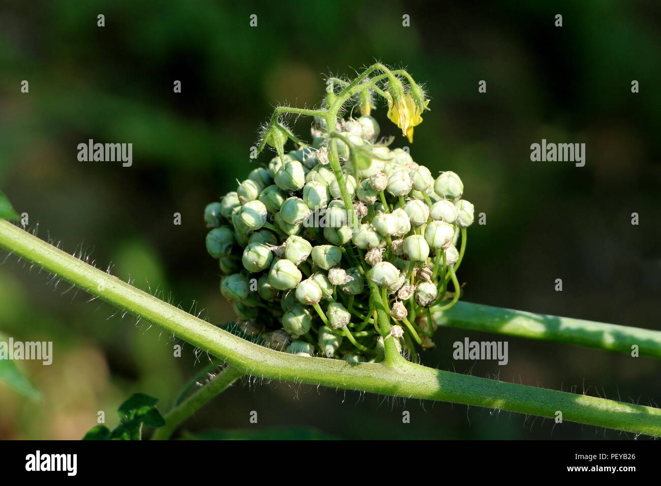 Cucumber flower buds on thick green stem growing over closed umbel of ...