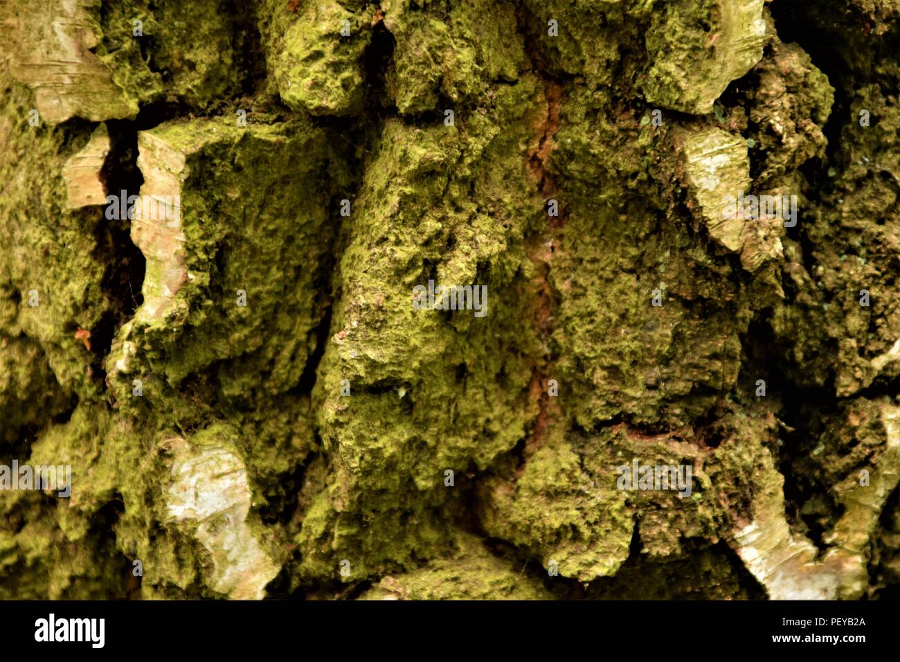 Tree bark texture Stock Photo - Alamy