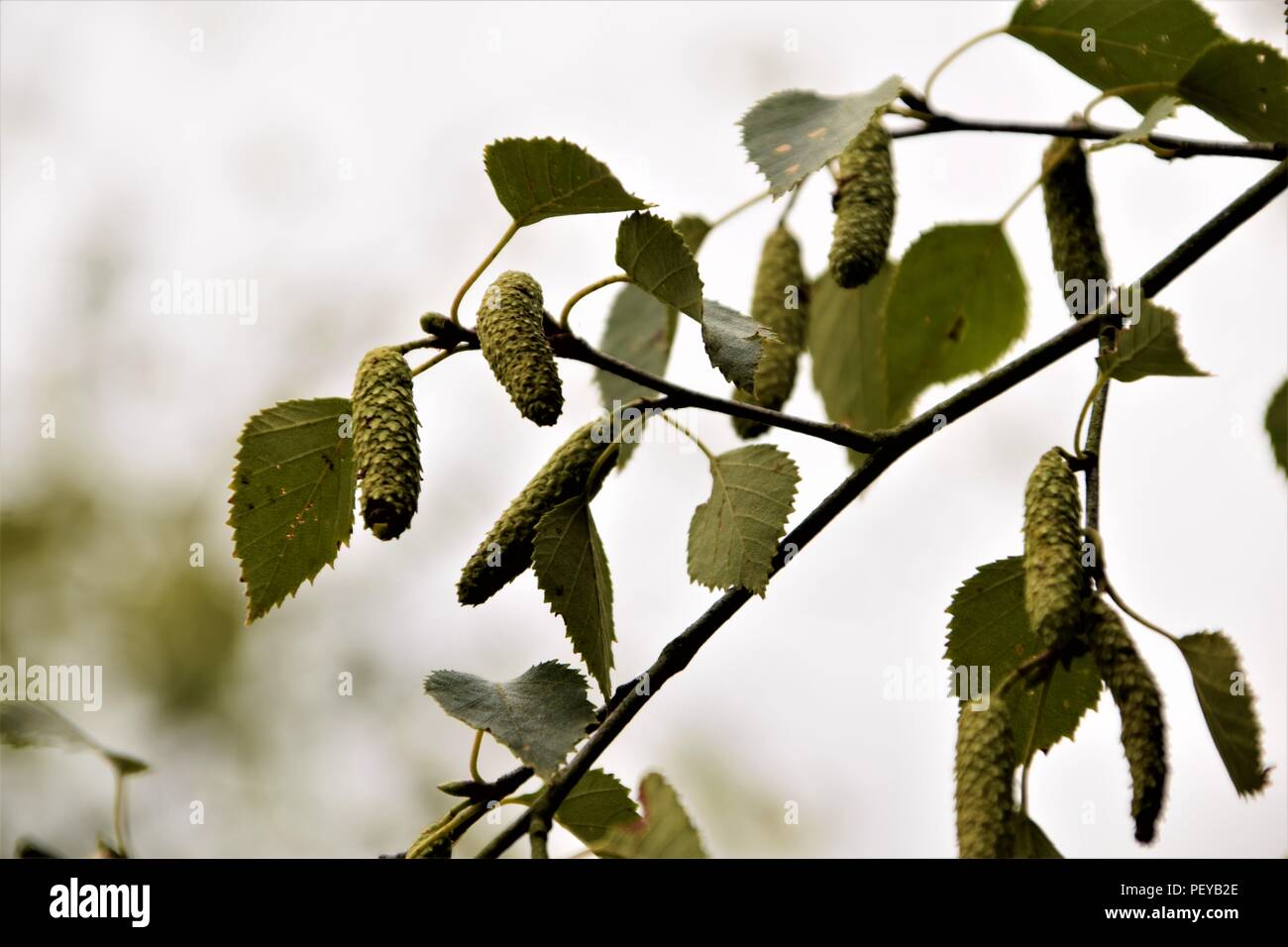 Ash tree silhouette hi-res stock photography and images - Alamy