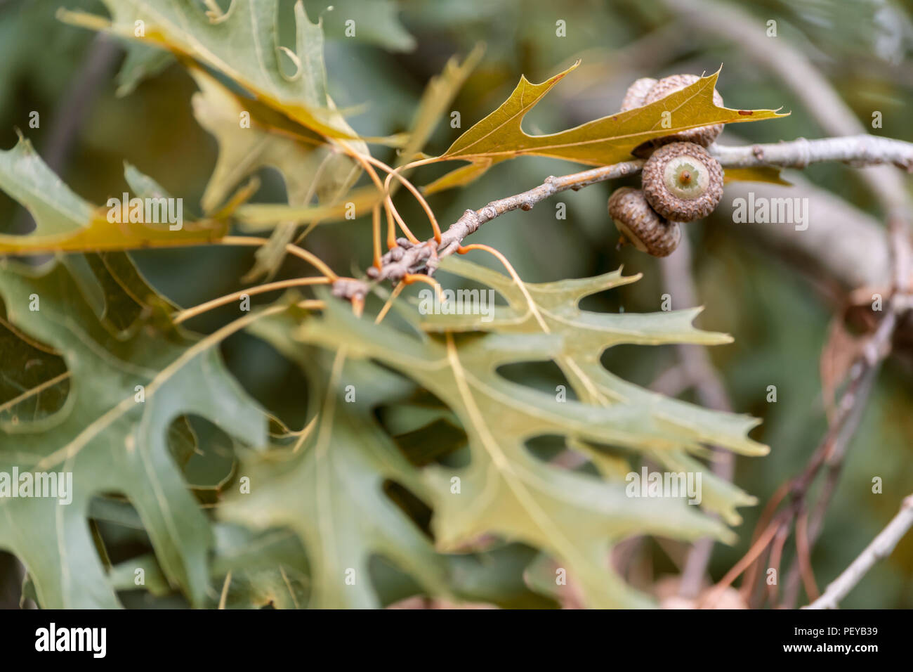 Acorns growing on oak tree hi-res stock photography and images - Alamy