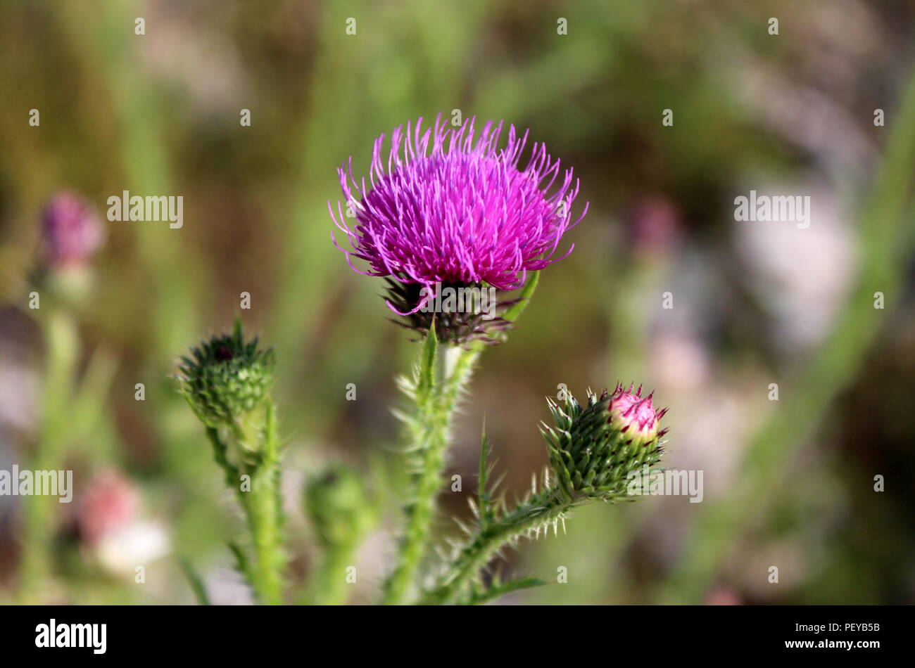 Fully open blooming flower of Greater burdock or Arctium lappa or ...