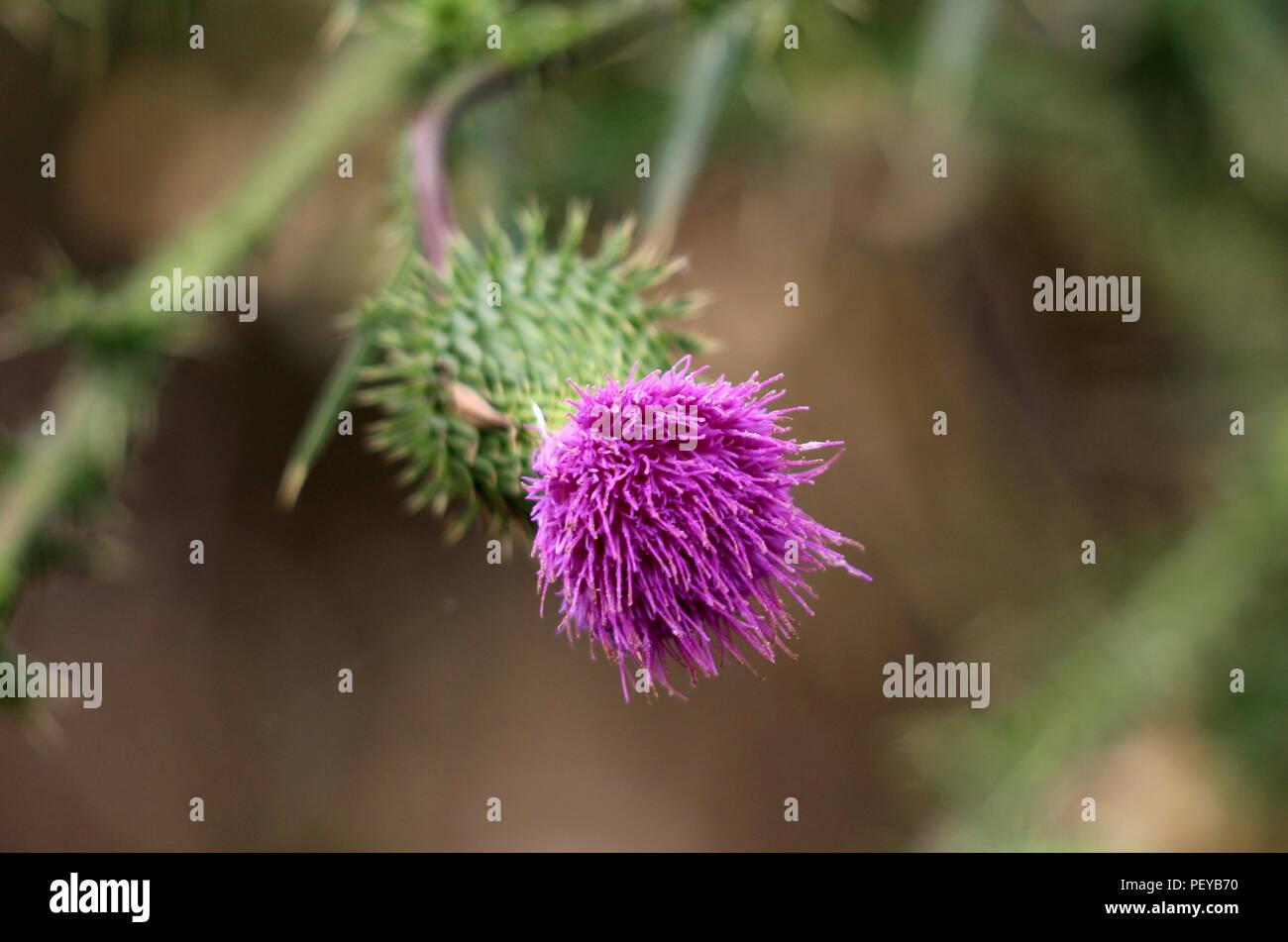 Greater burdock or Arctium lappa or Edible burdock or Lappa or Gobo or ...