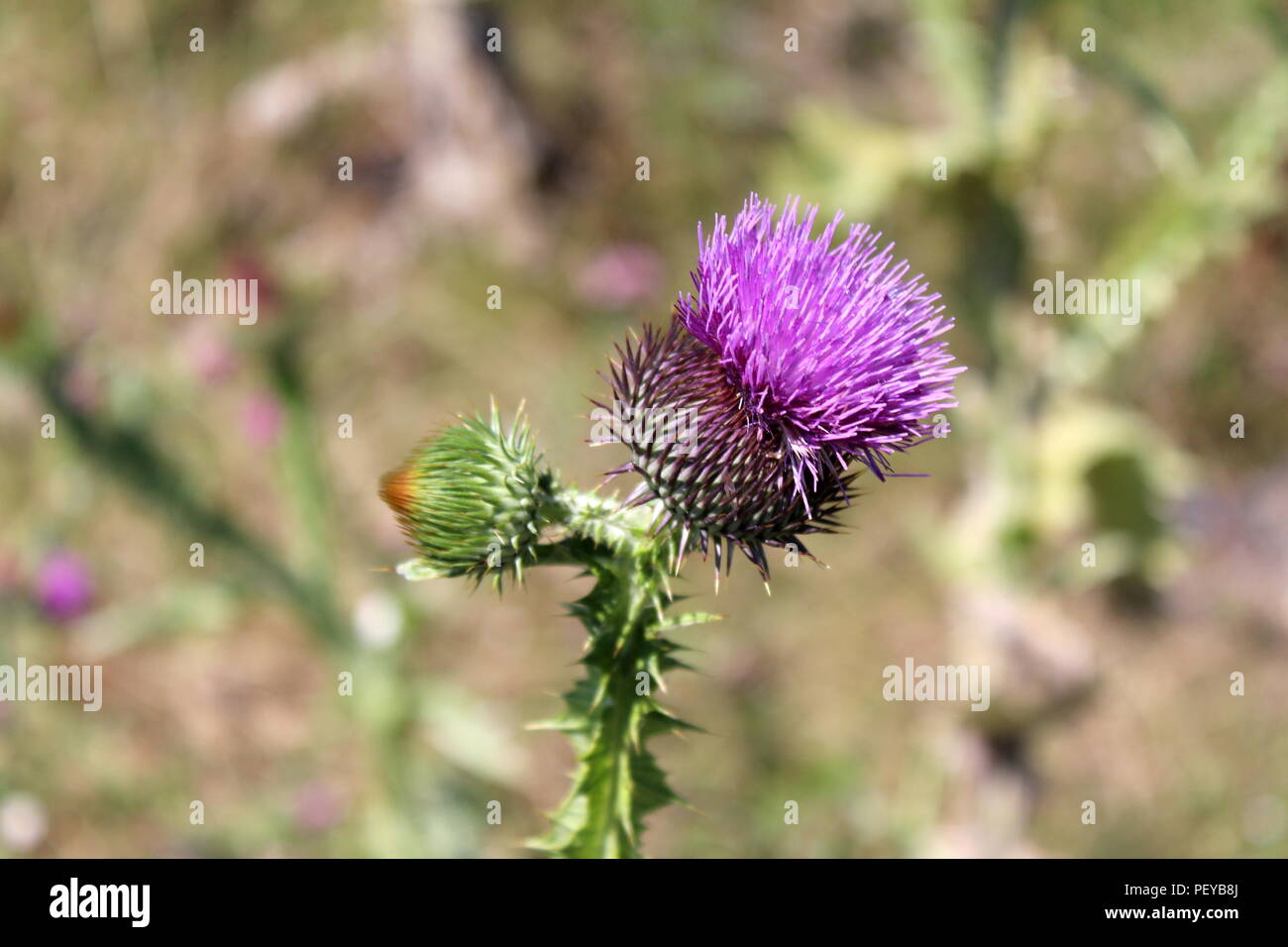 Gobo hi-res stock photography and images - Alamy