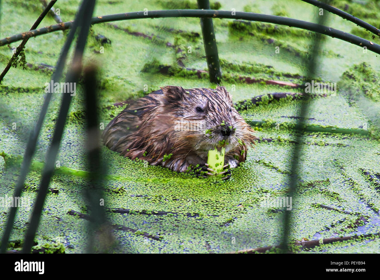 Muskrat eating hi-res stock photography and images - Alamy