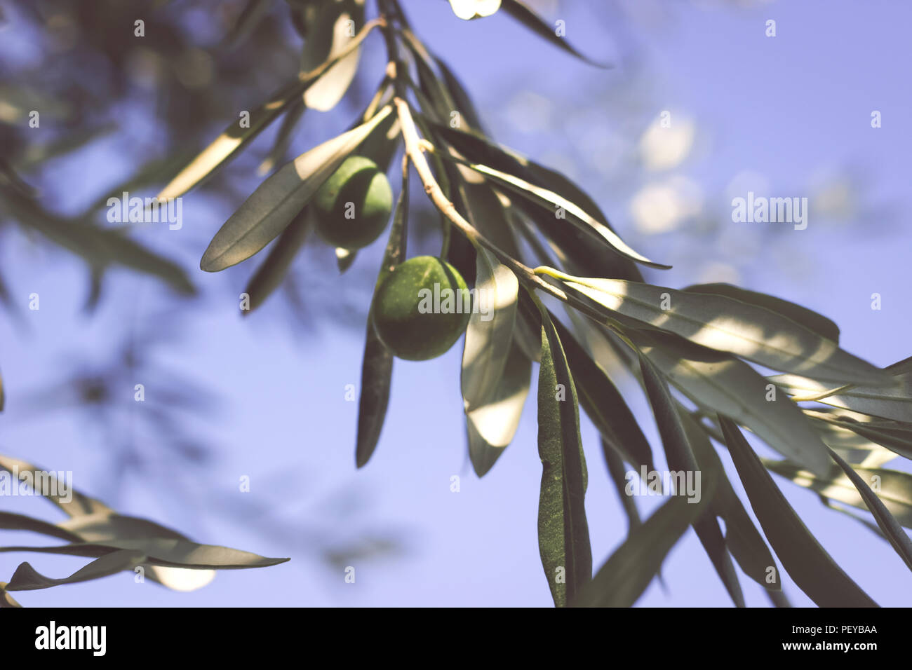 Olive tree branch with unripe olives. Food/nature background with copy ...