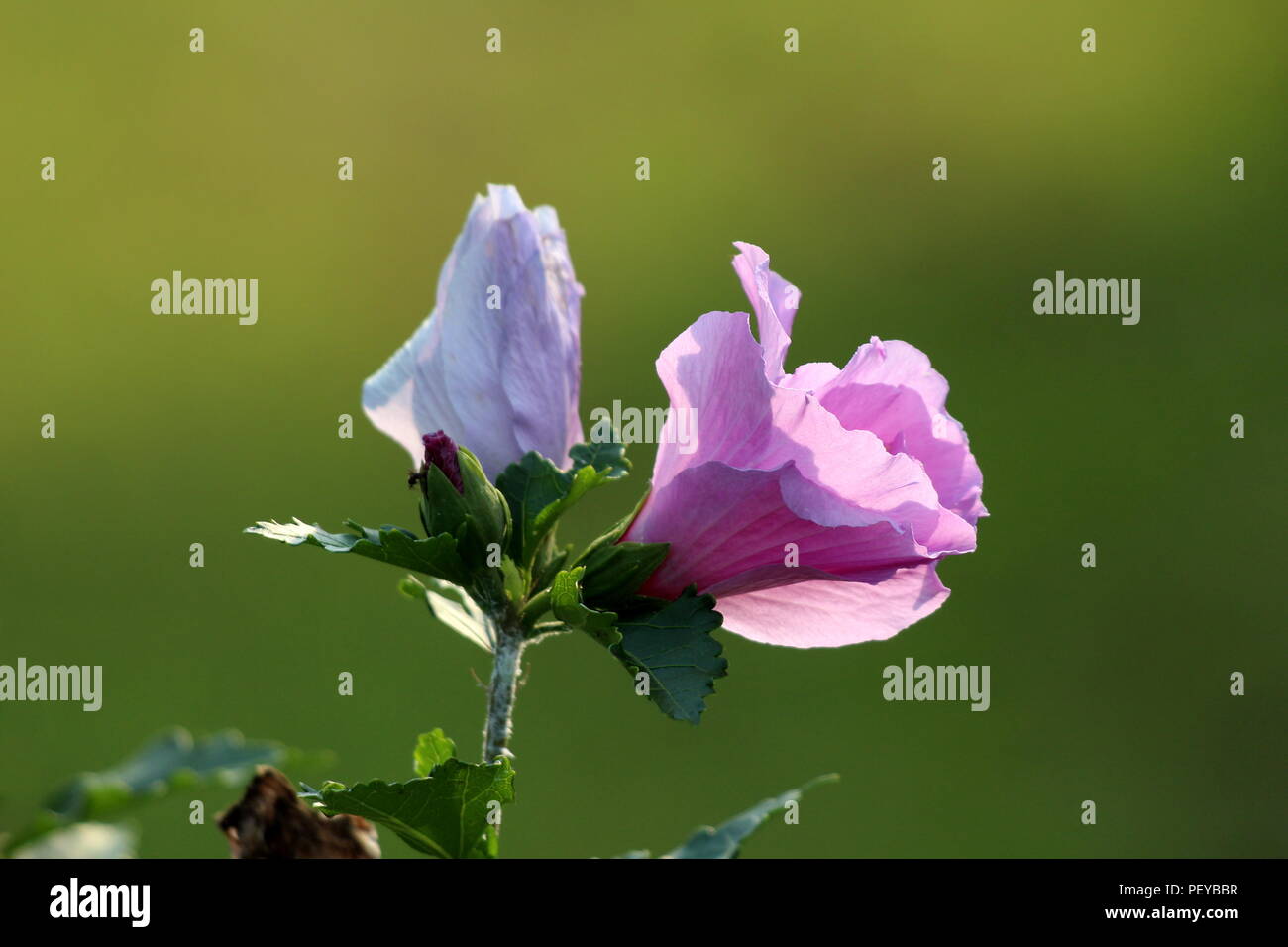 Hibiscus syriacus or Rose of Sharon or Syrian ketmia or Rose mallow or ...