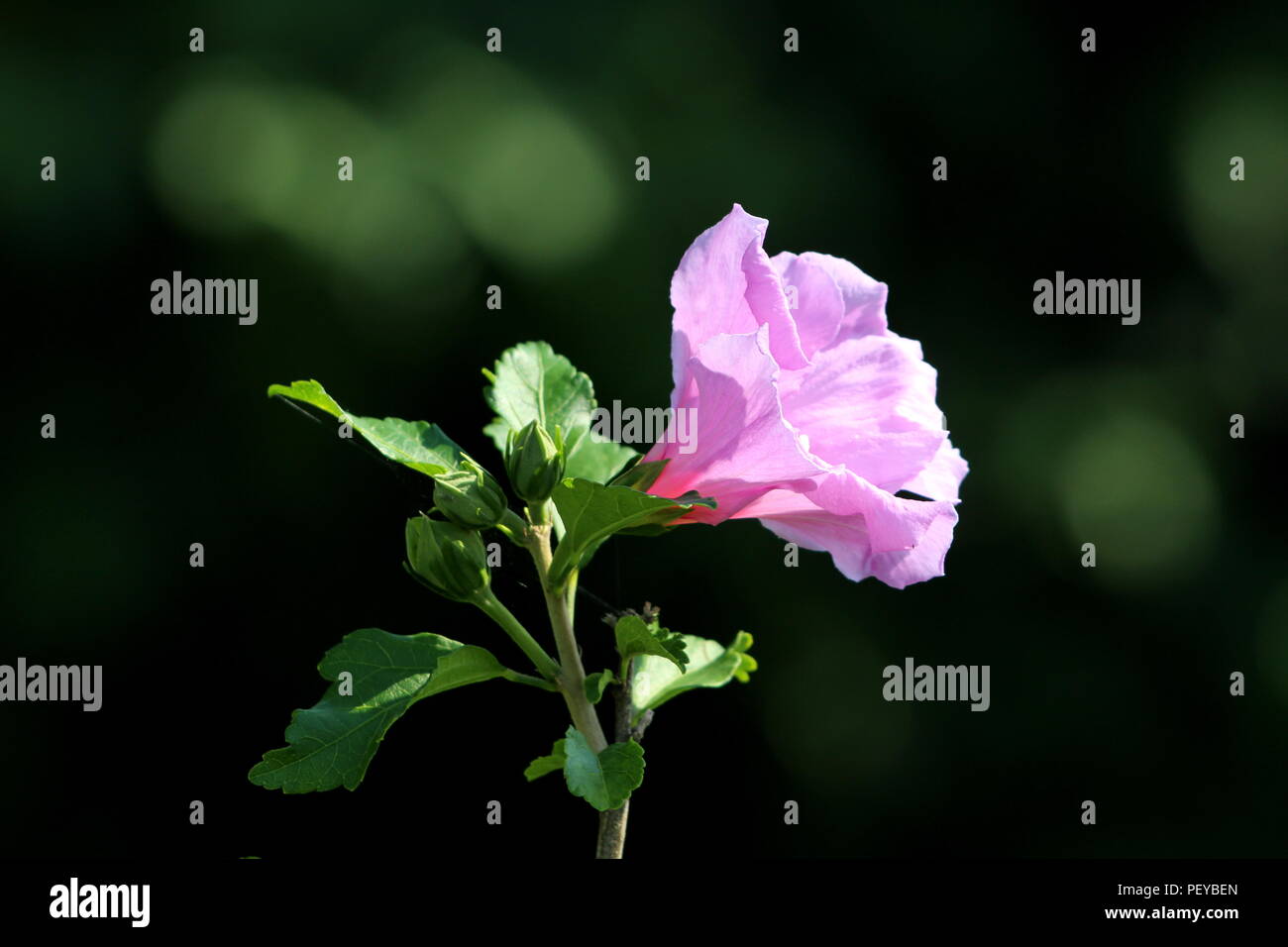 Hibiscus syriacus or Rose of Sharon or Syrian ketmia or Rose mallow or ...