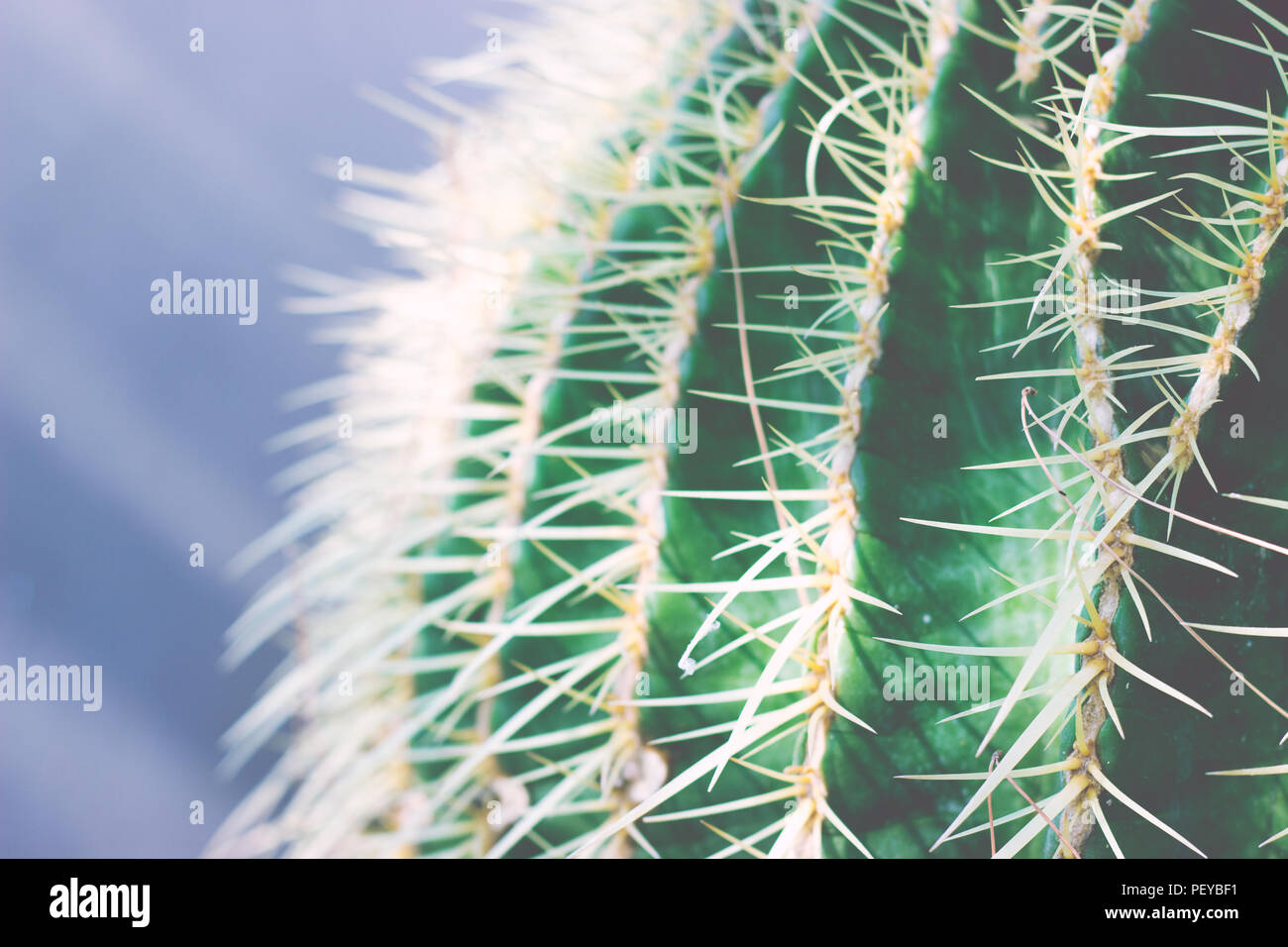 Cactus texture close up Stock Photo - Alamy