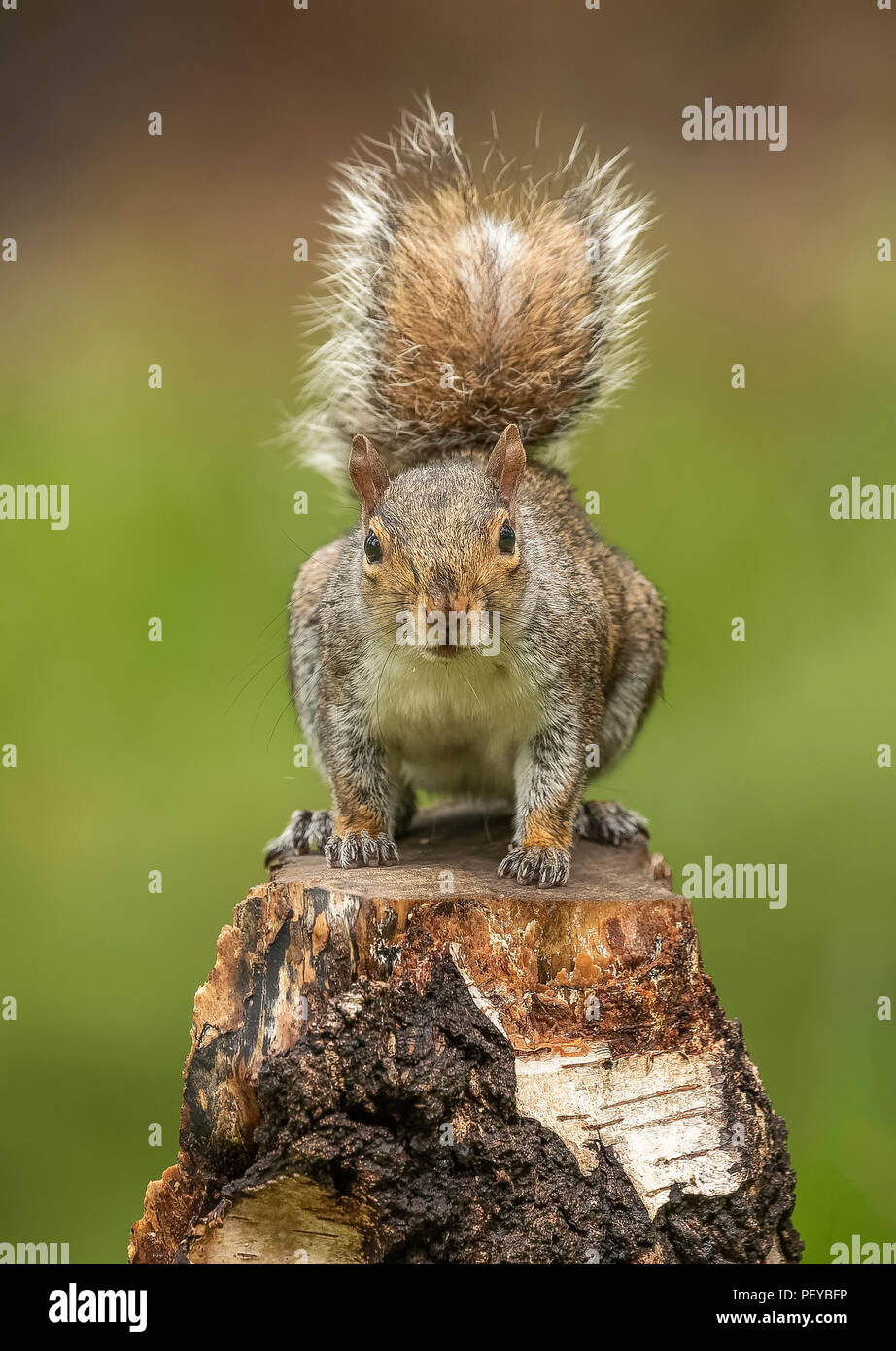 Grey Squirrel on Tree Trunk Stock Photo - Alamy