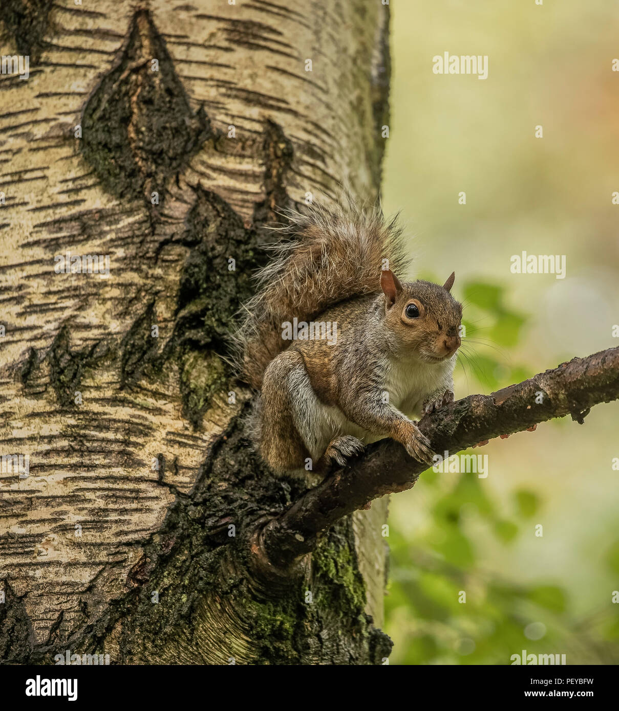 Grey Squirrel Sitting on Branch of Tree Stock Photo - Alamy