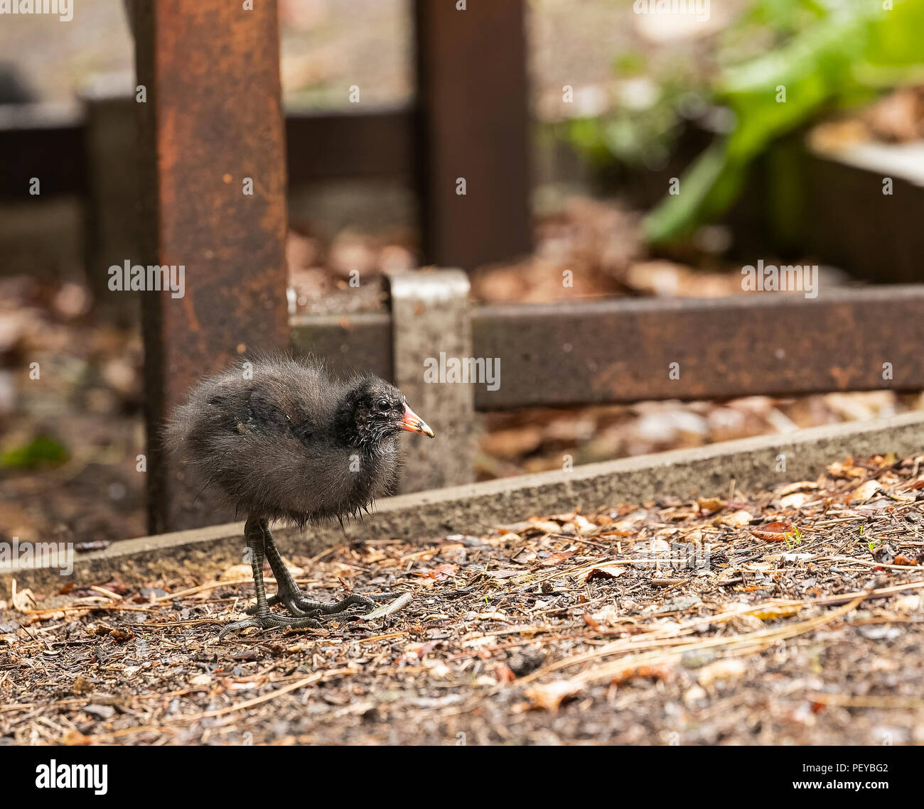 Baby moorhen hi-res stock photography and images - Alamy